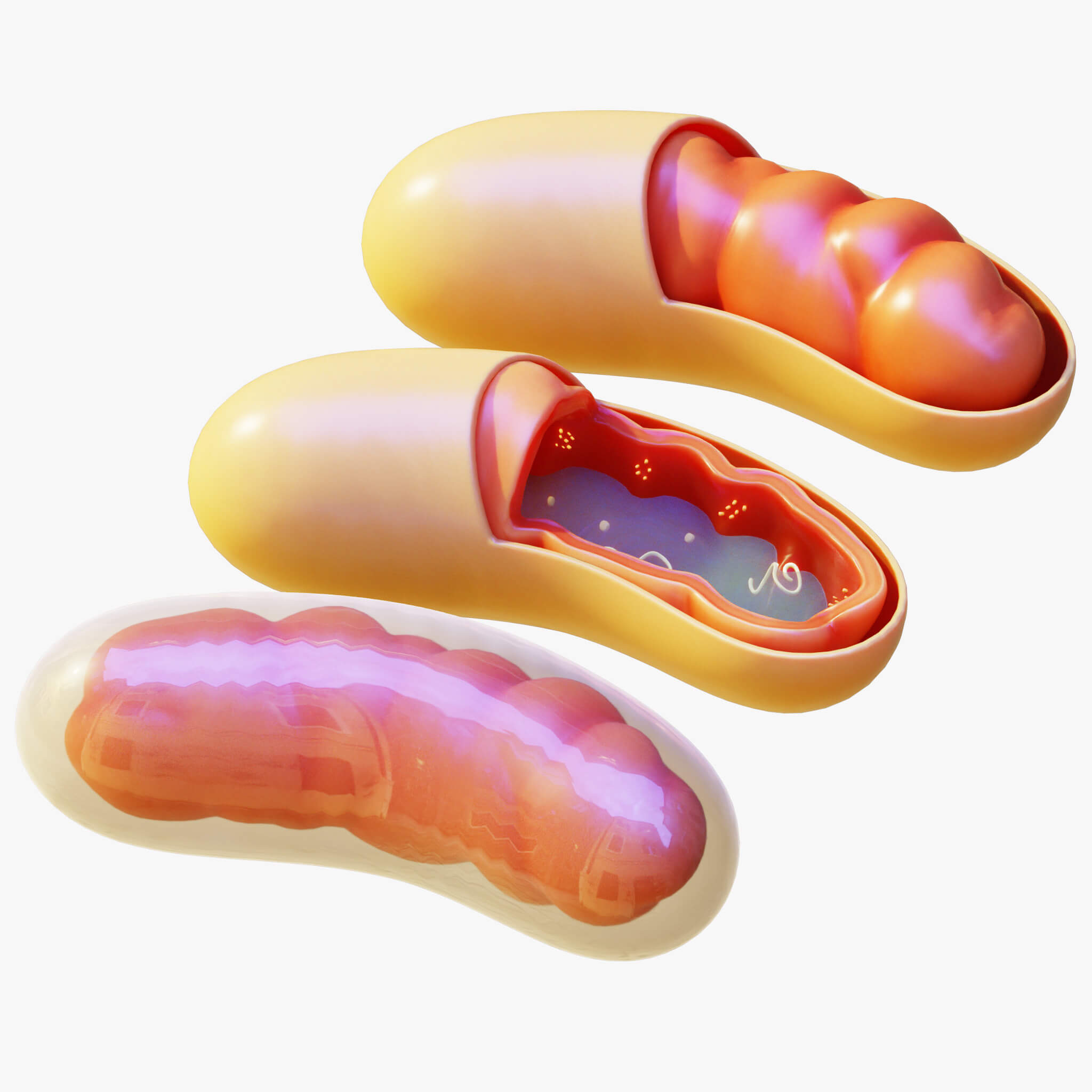 Mitochondria Anatomy - 3D Model by zames1992d