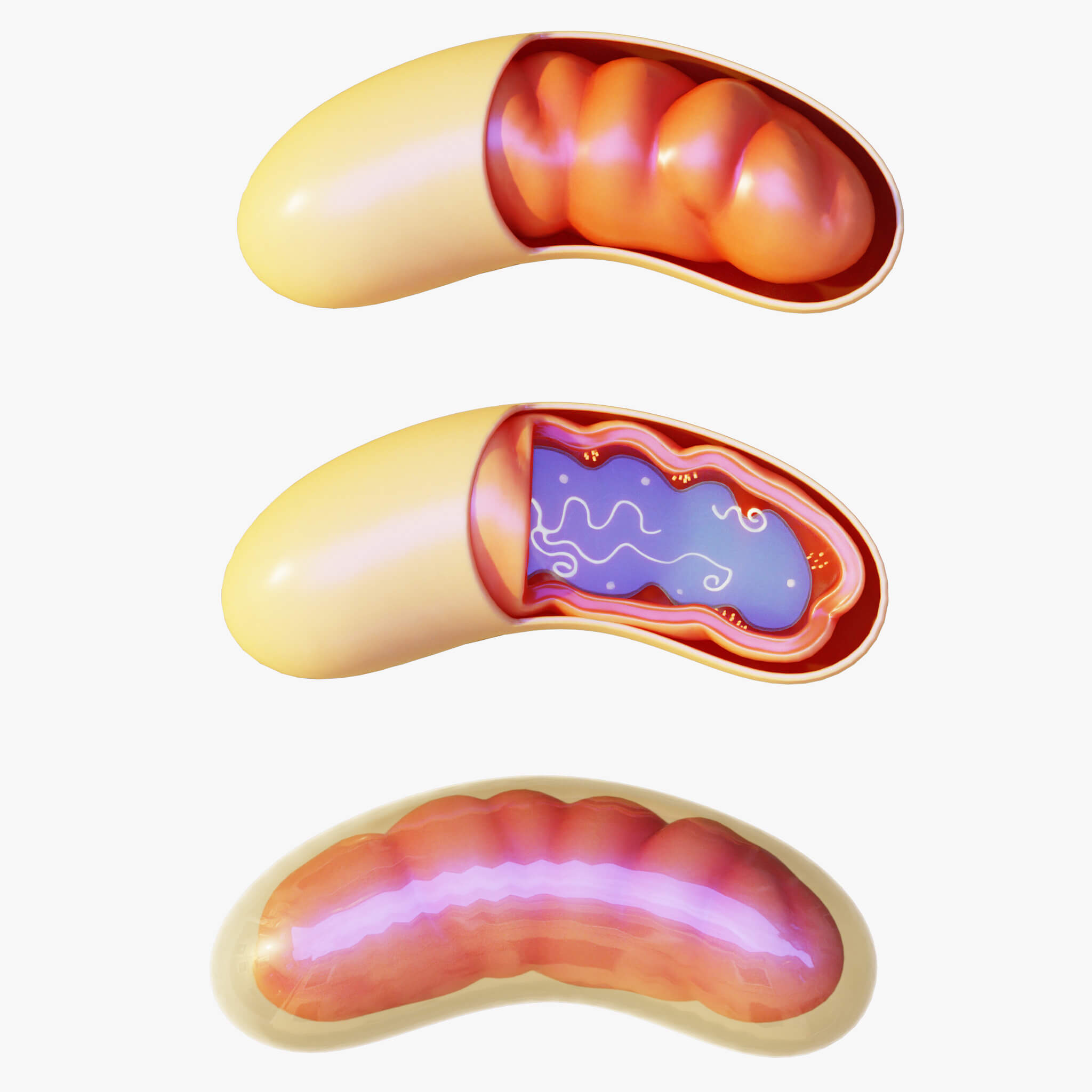 Mitochondria Anatomy 3d Model By Zames1992d