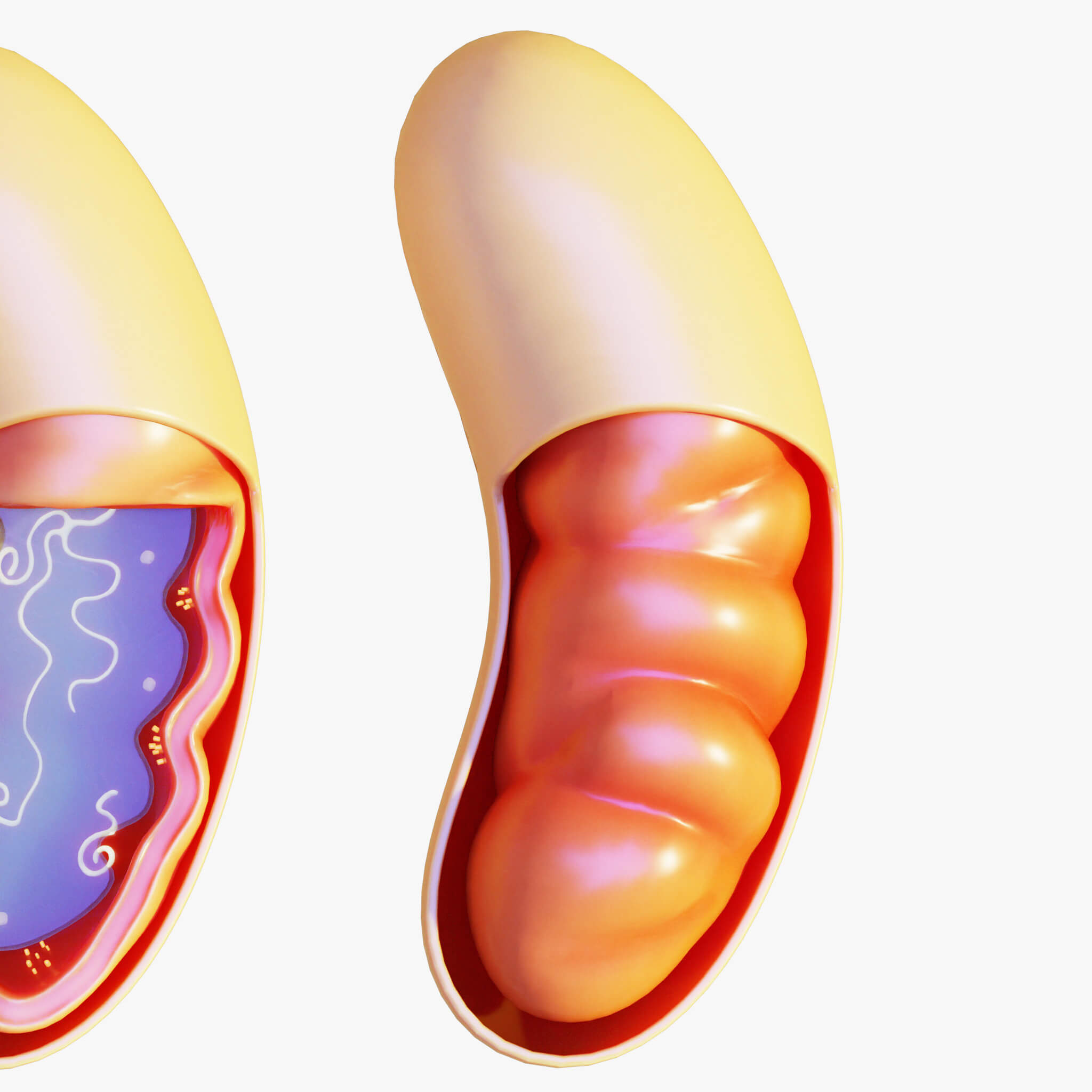 Mitochondria Anatomy 3d Model By Zames1992d