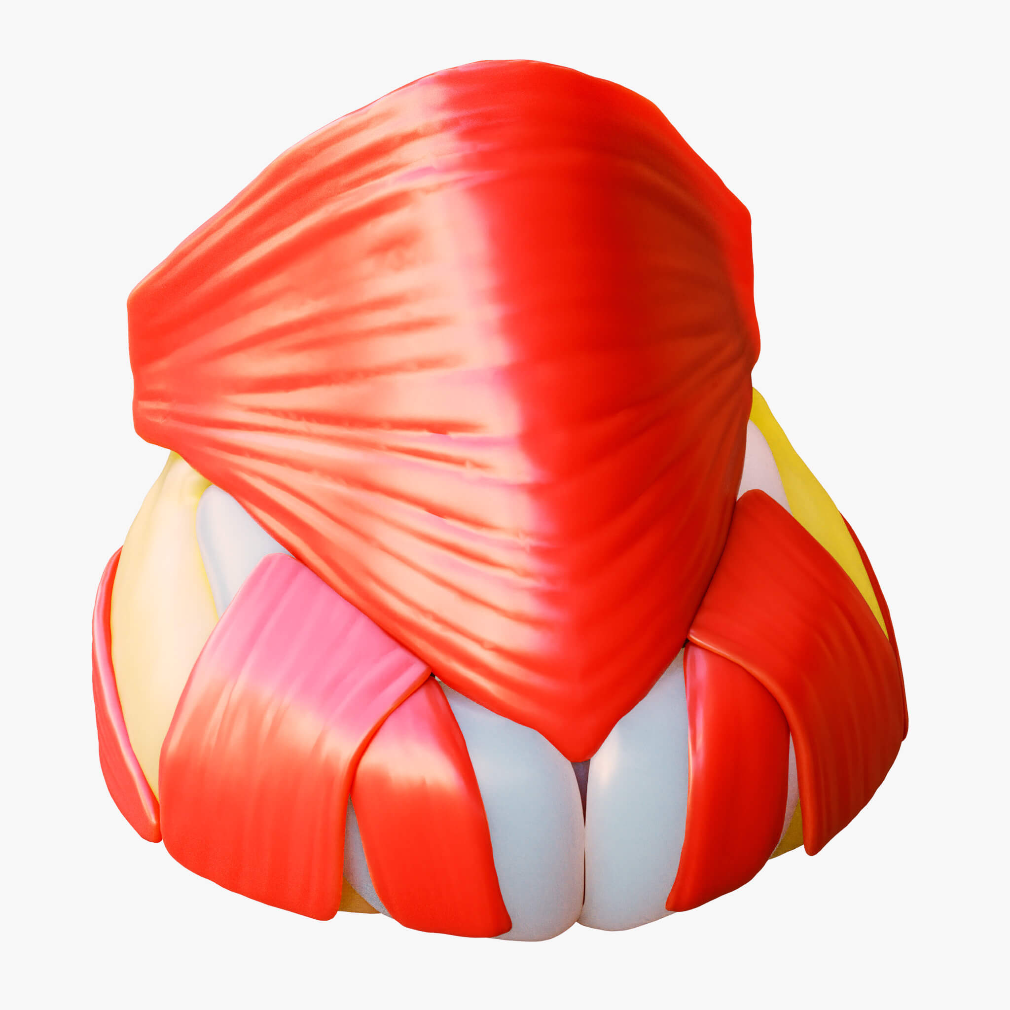 Nasal Human Anatomy Structure - 3D Model by zames1992d