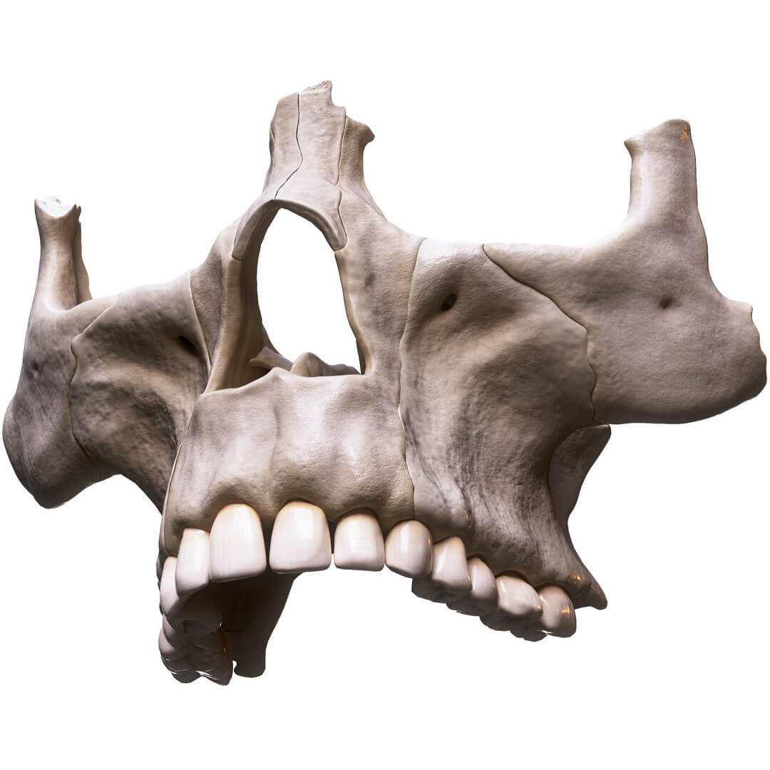 Nasal Human Anatomy Structure - 3D Model by zames1992d