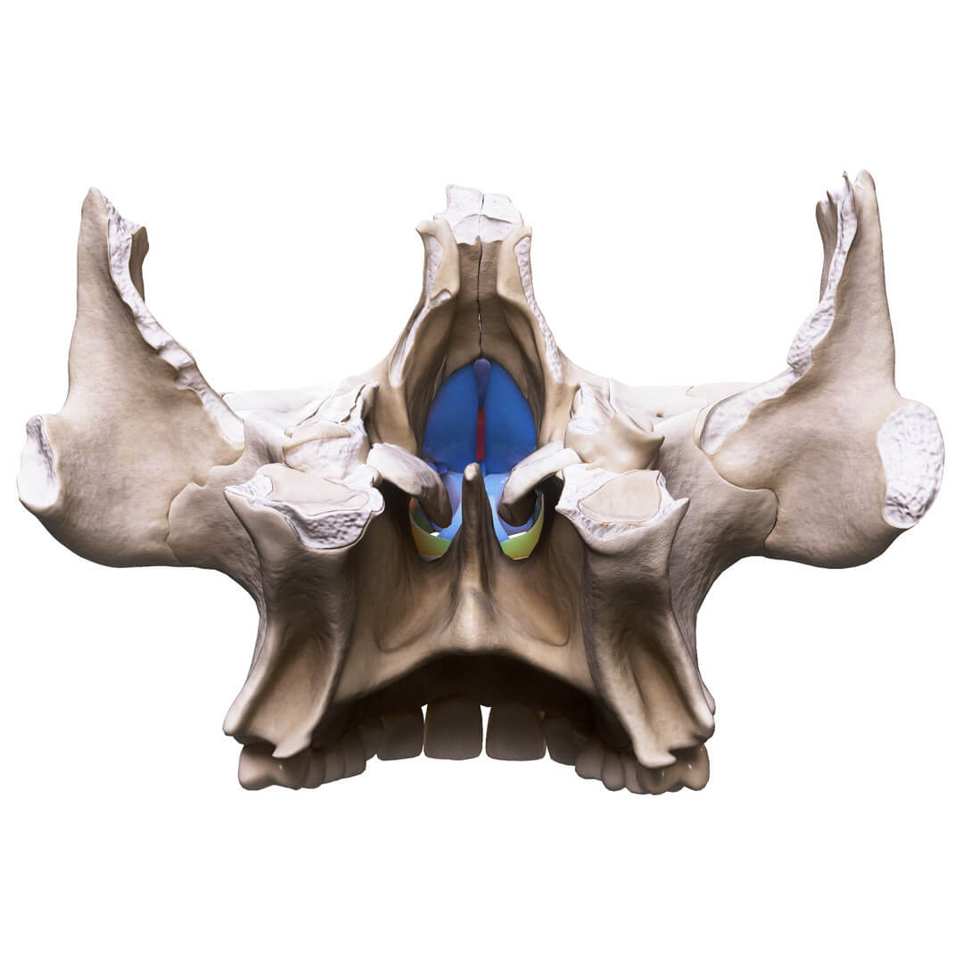Nasal Human Anatomy Structure - 3D Model by zames1992d