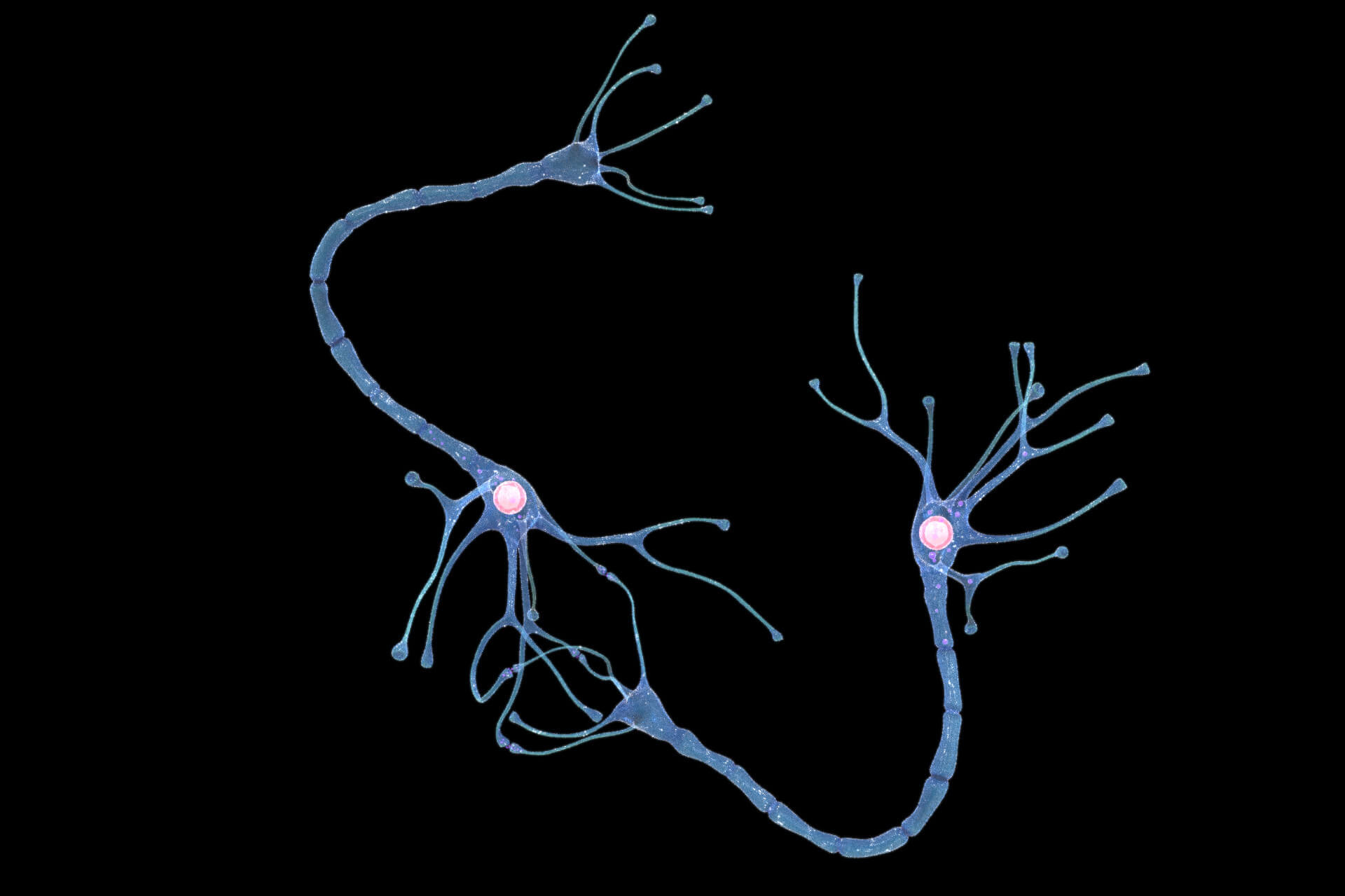 Neuron 3d