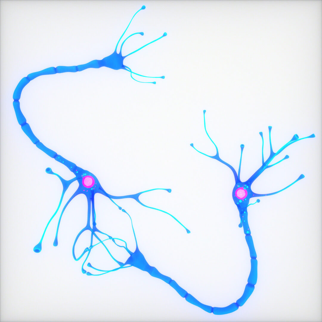 Neuron Cell Model 3d