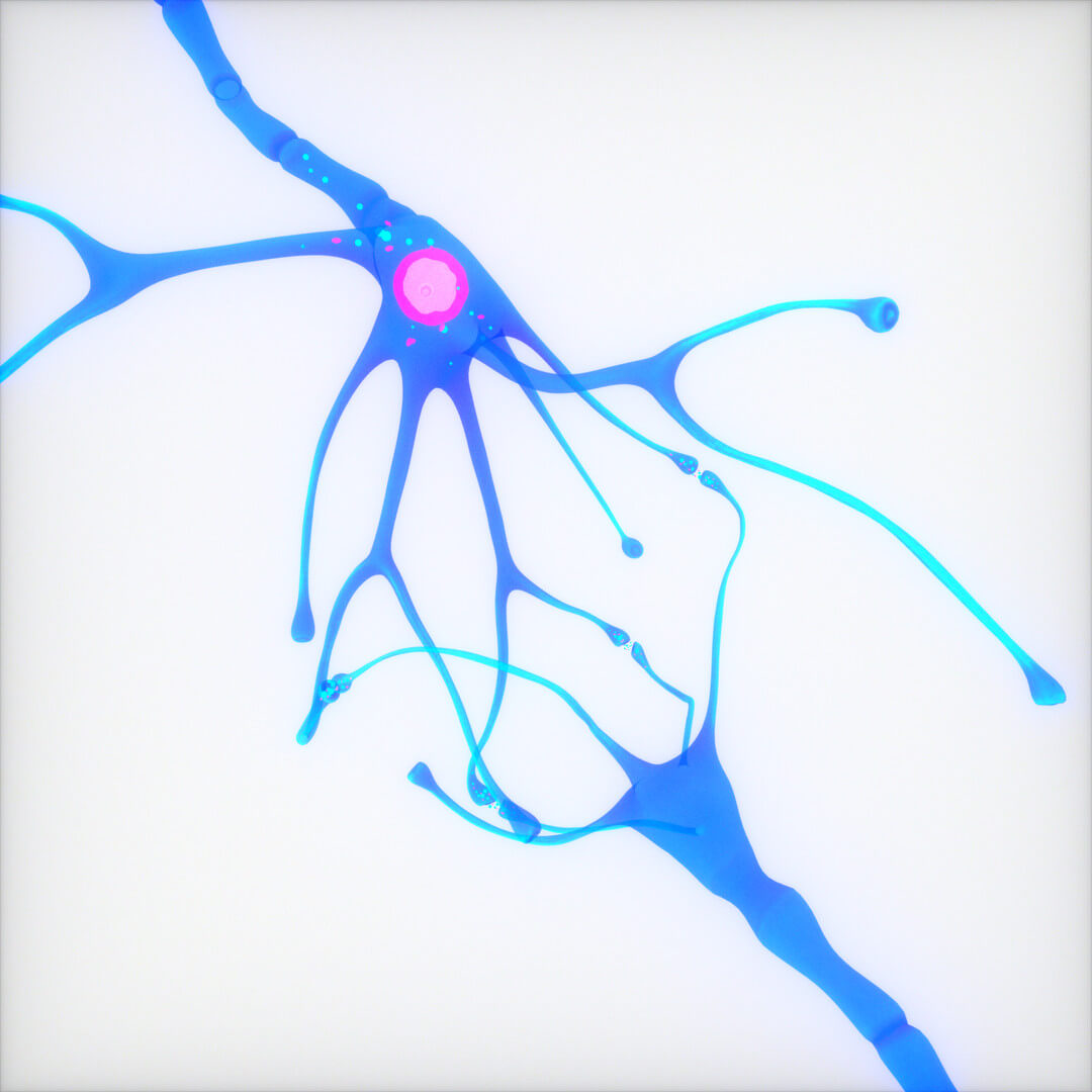 Nerve Cell Anatomy in Details - 3D Model by zames1992d