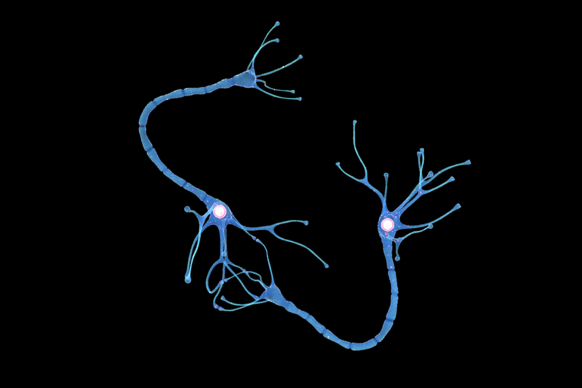 Neuron Cell Model 3d