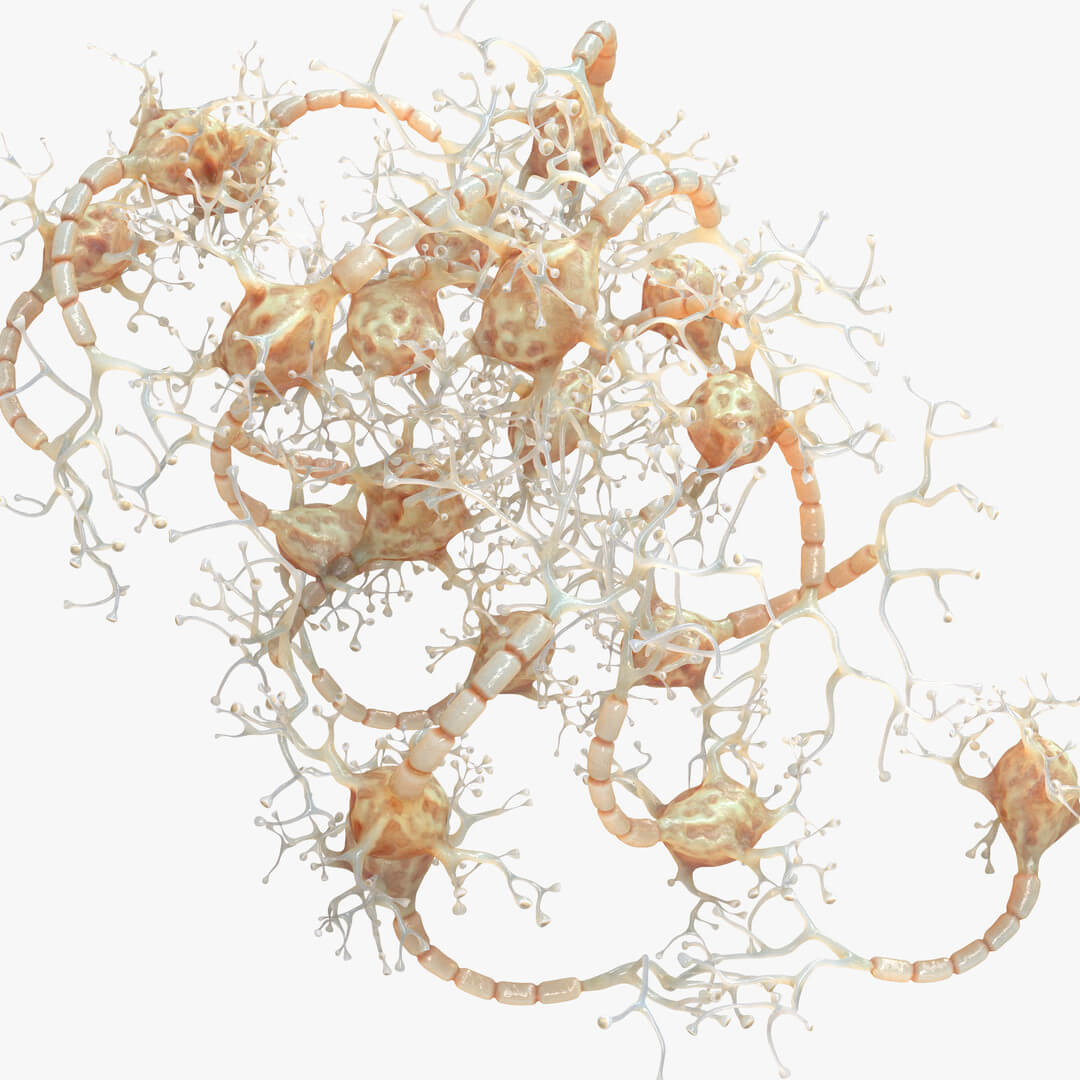 Neuron Human - 3D Model by zames1992d
