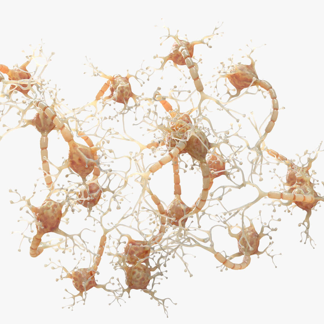 Neuron Human - 3D Model by zames1992d