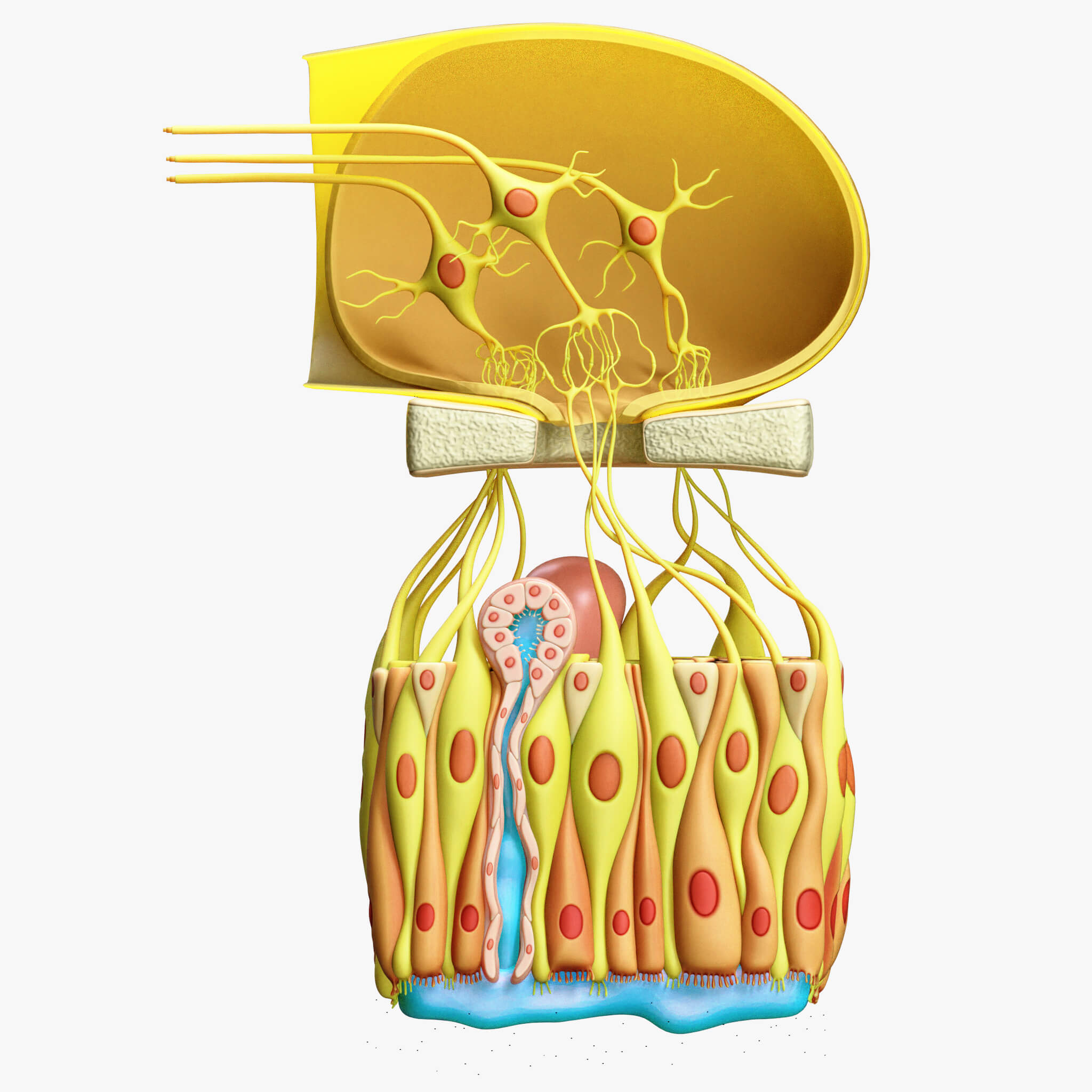 Olfactory Epithelium Microscopic Anatomy - 3D Model by zames1992d