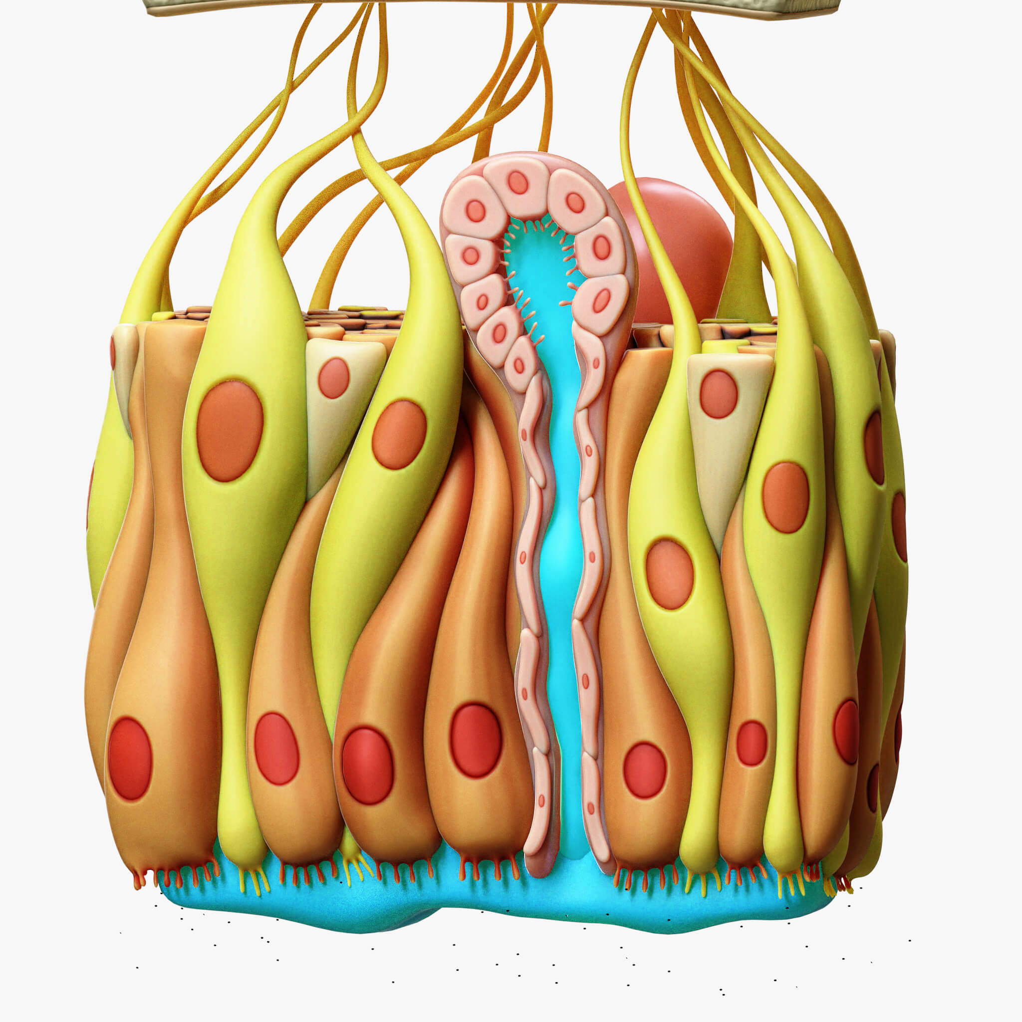 Olfactory Epithelium Microscopic Anatomy - 3D Model by zames1992d