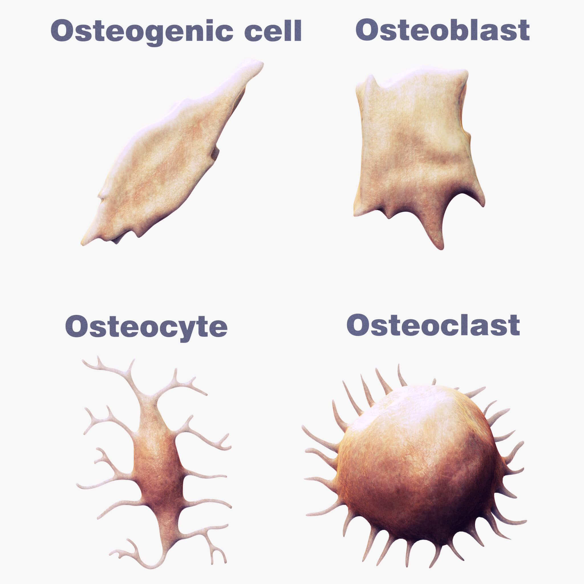 Osteo Cell Anatomy Pack - 3D Model by zames1992d