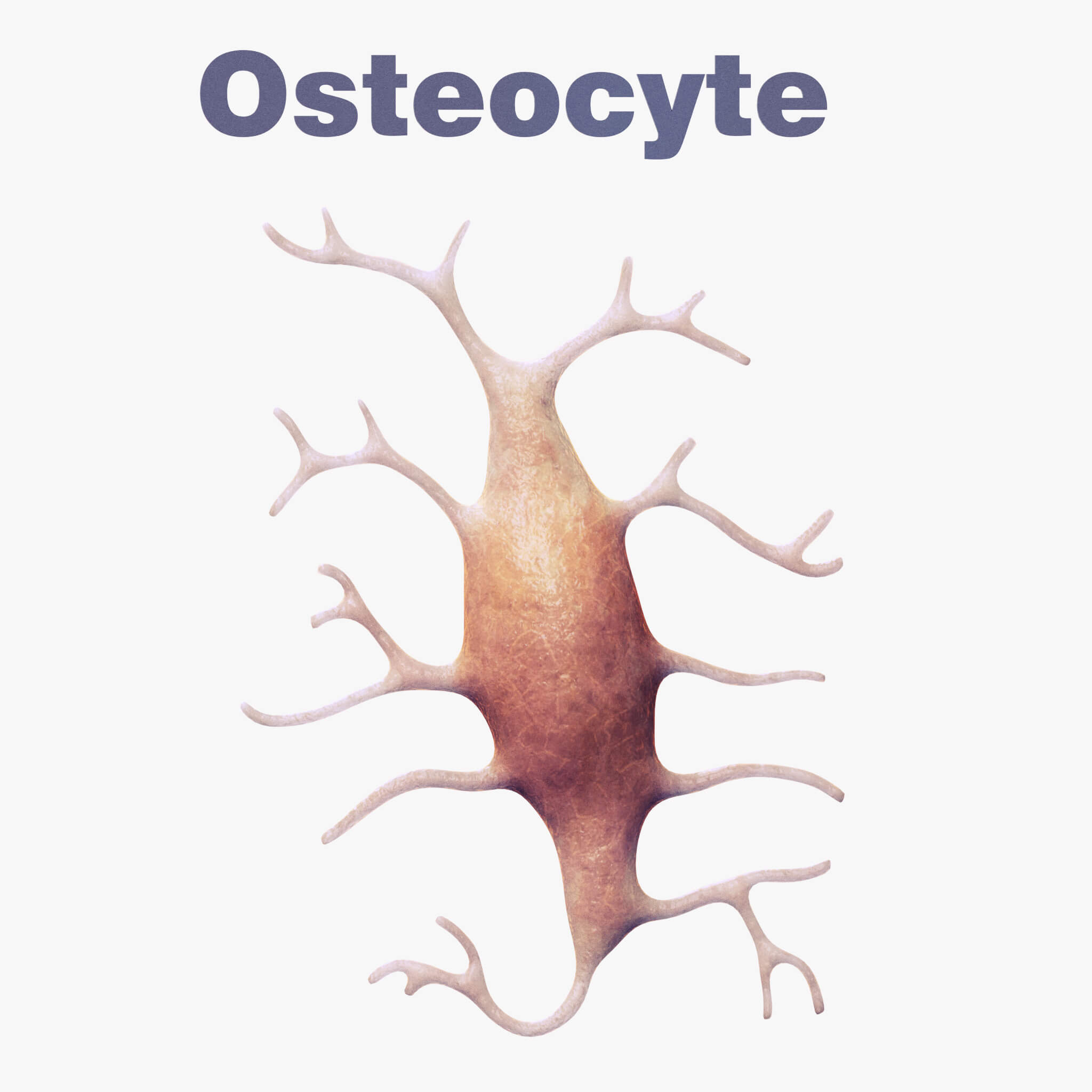 Osteo Cell Anatomy Pack - 3D Model by zames1992d
