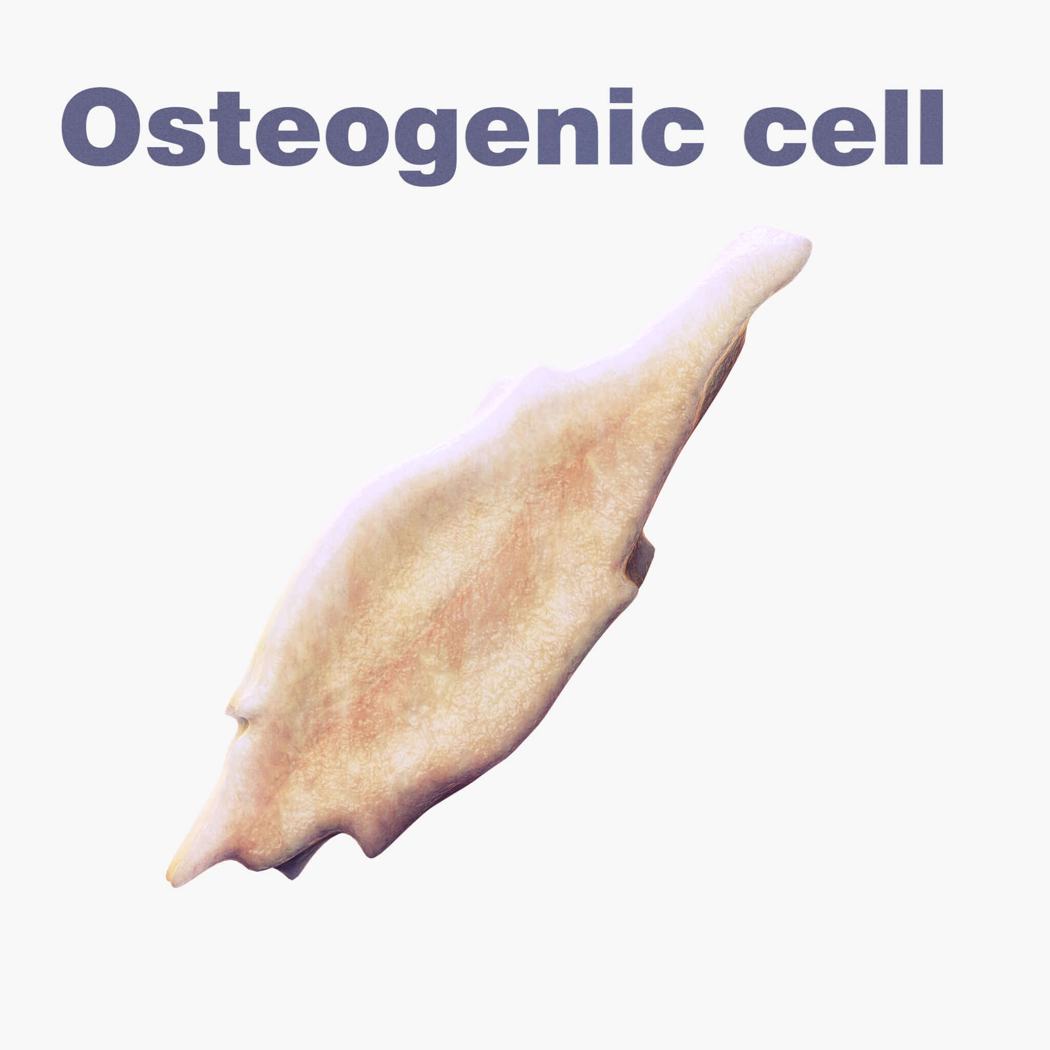 Osteo Cell Anatomy Pack - 3D Model by zames1992d