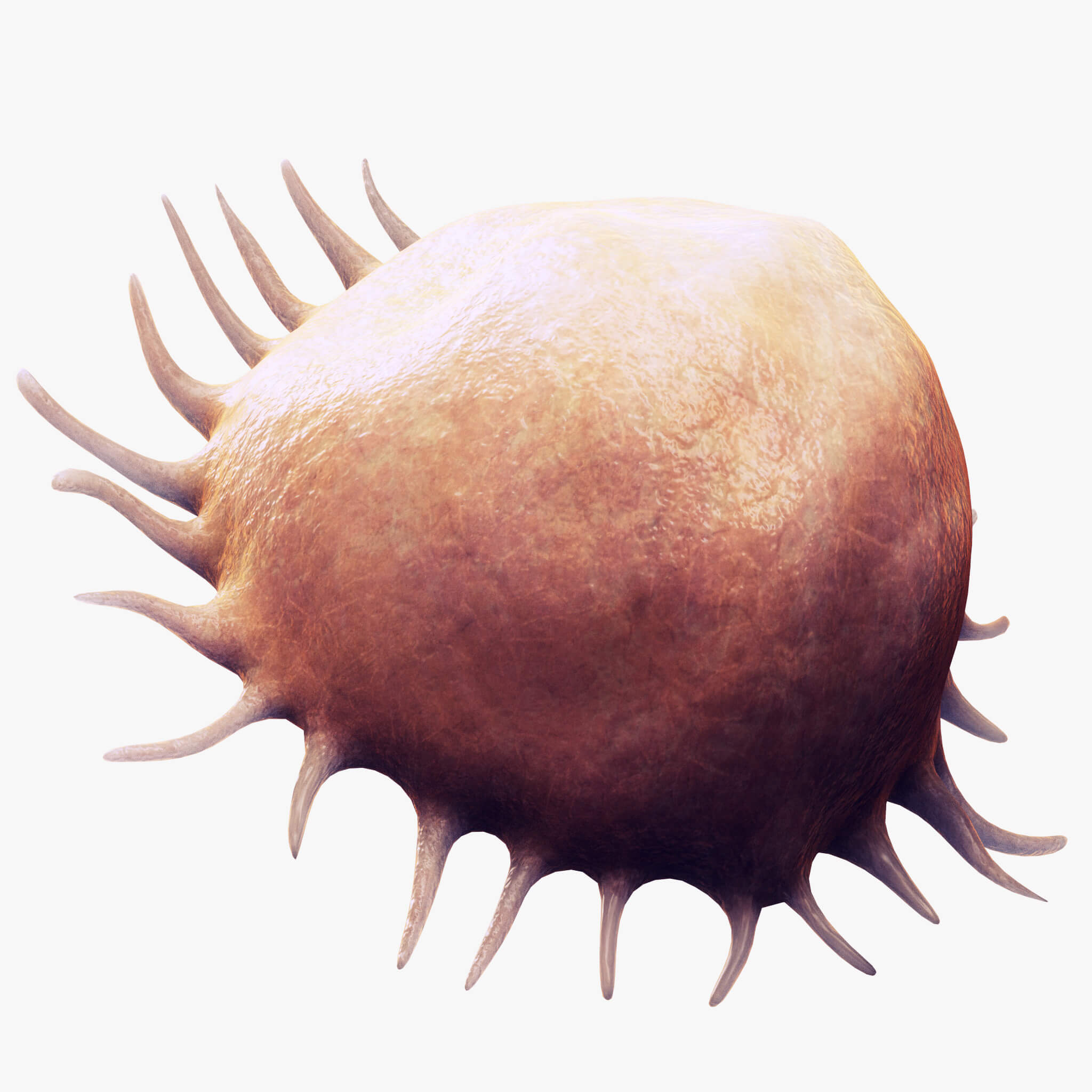 Osteo Cell Anatomy Pack - 3D Model by zames1992d