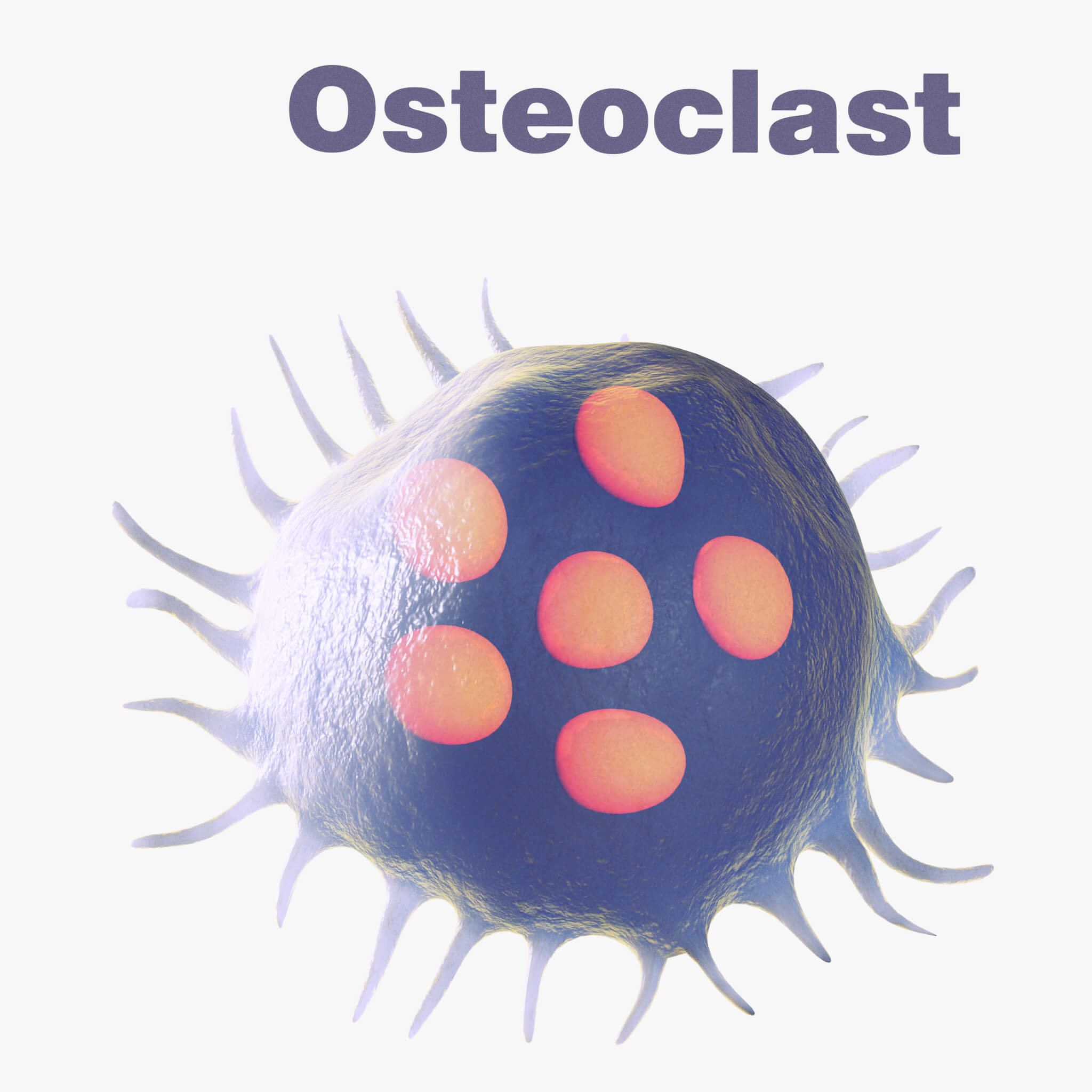 Osteo Cell Anatomy Pack - 3D Model by zames1992d