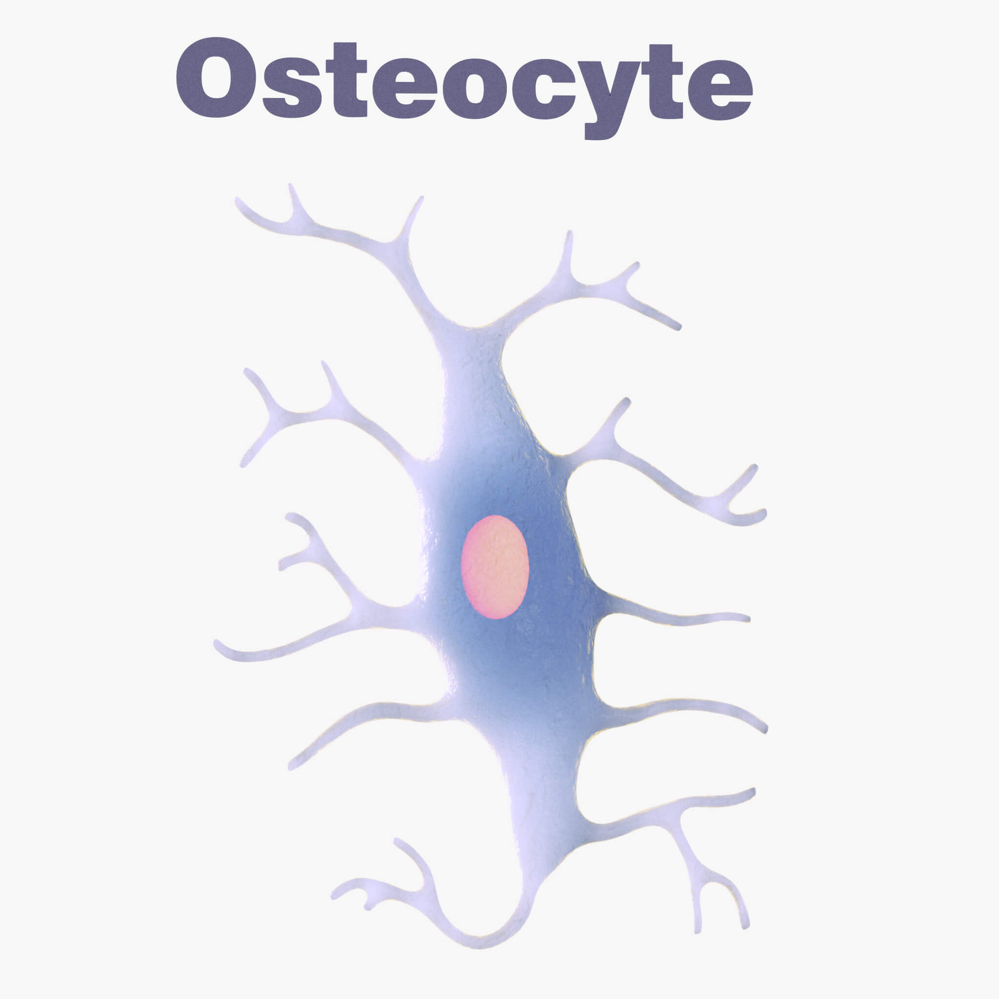 Osteo Cell Anatomy Pack - 3D Model by zames1992d