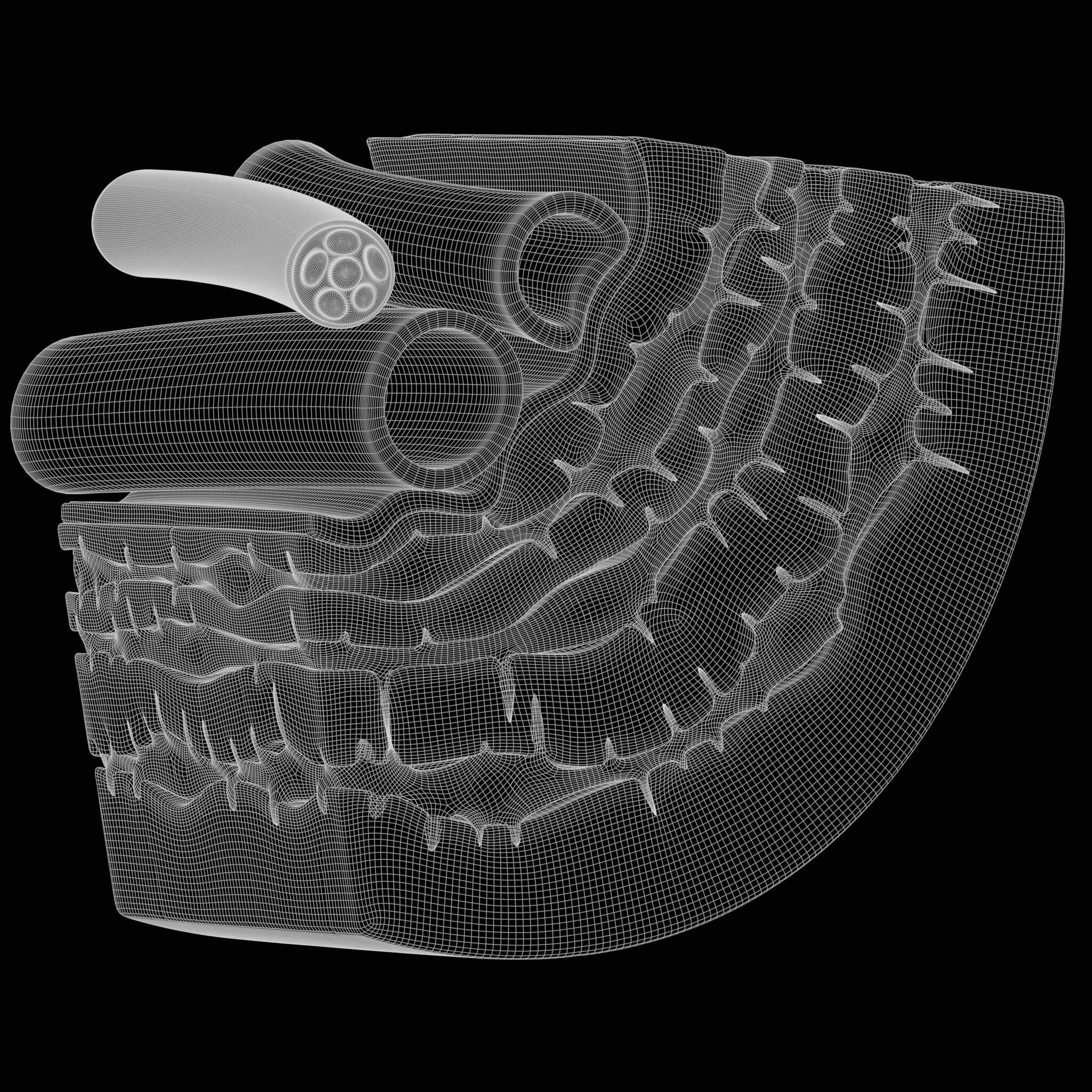 Osteocyte in Compact Bone Osteon - 3D Model by zames1992d