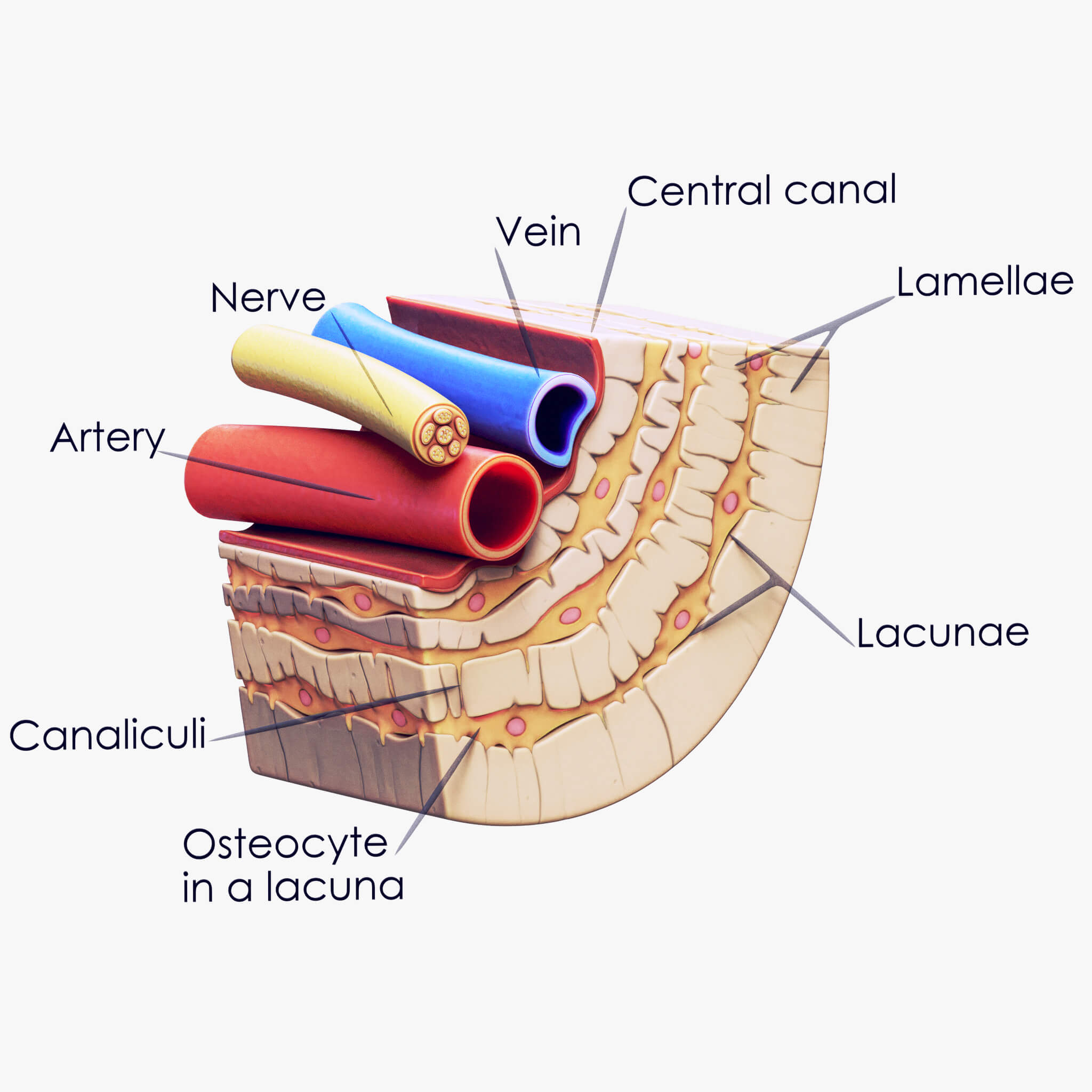 Osteocyte In Compact Bone Osteon 3d Model By Zames1992d