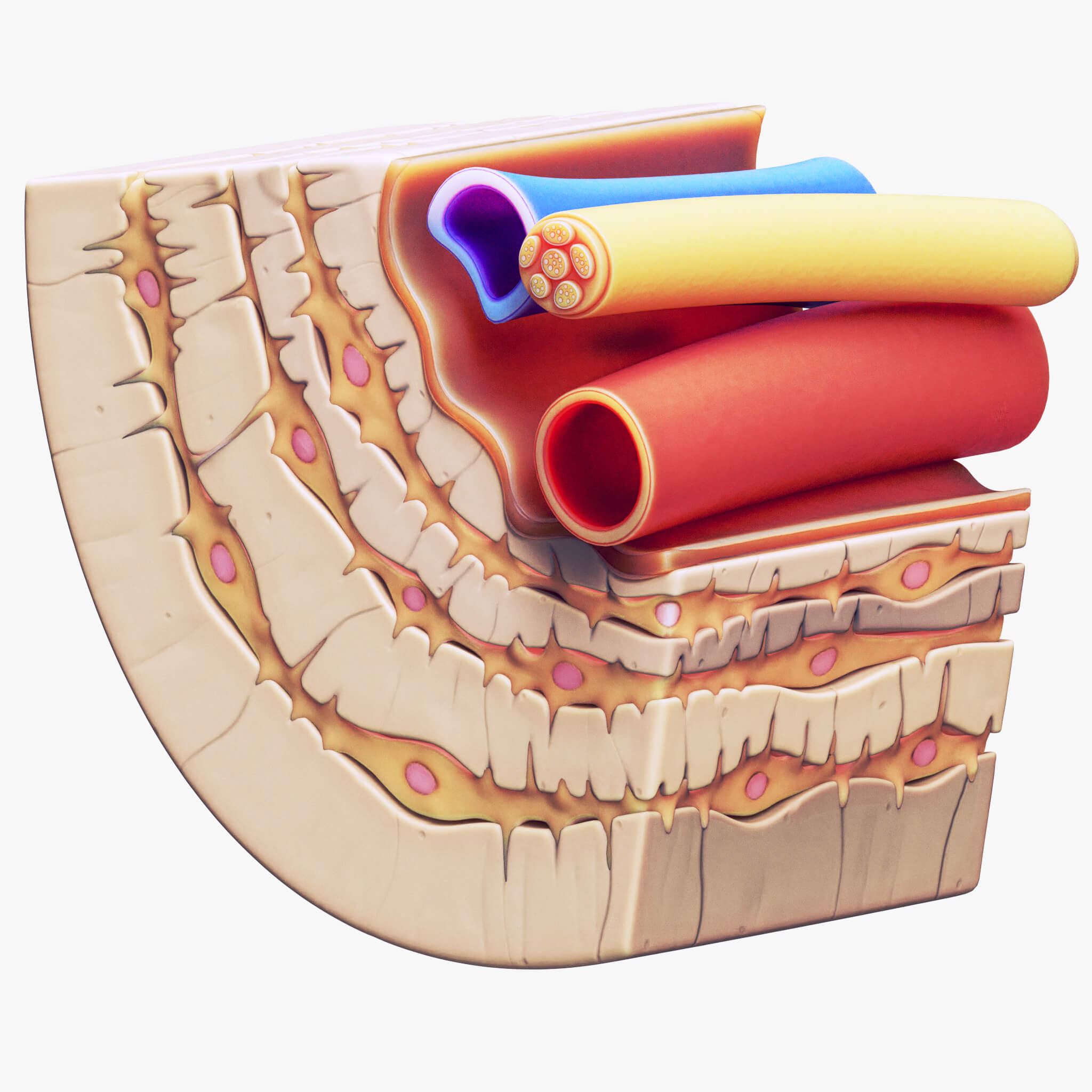 Osteocyte In Compact Bone Osteon 3d Model By Zames1992d