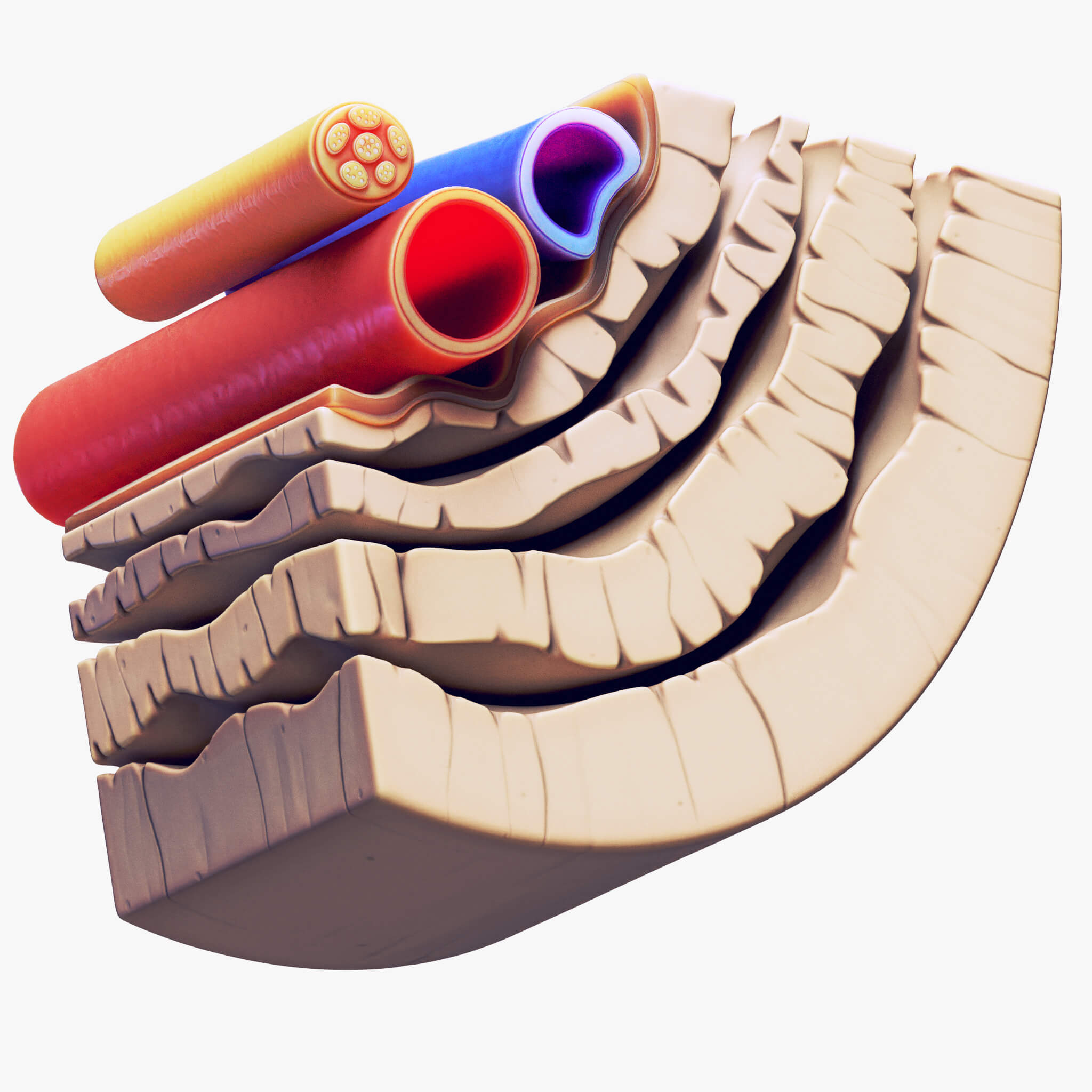 Osteocyte in Compact Bone Osteon - 3D Model by zames1992d