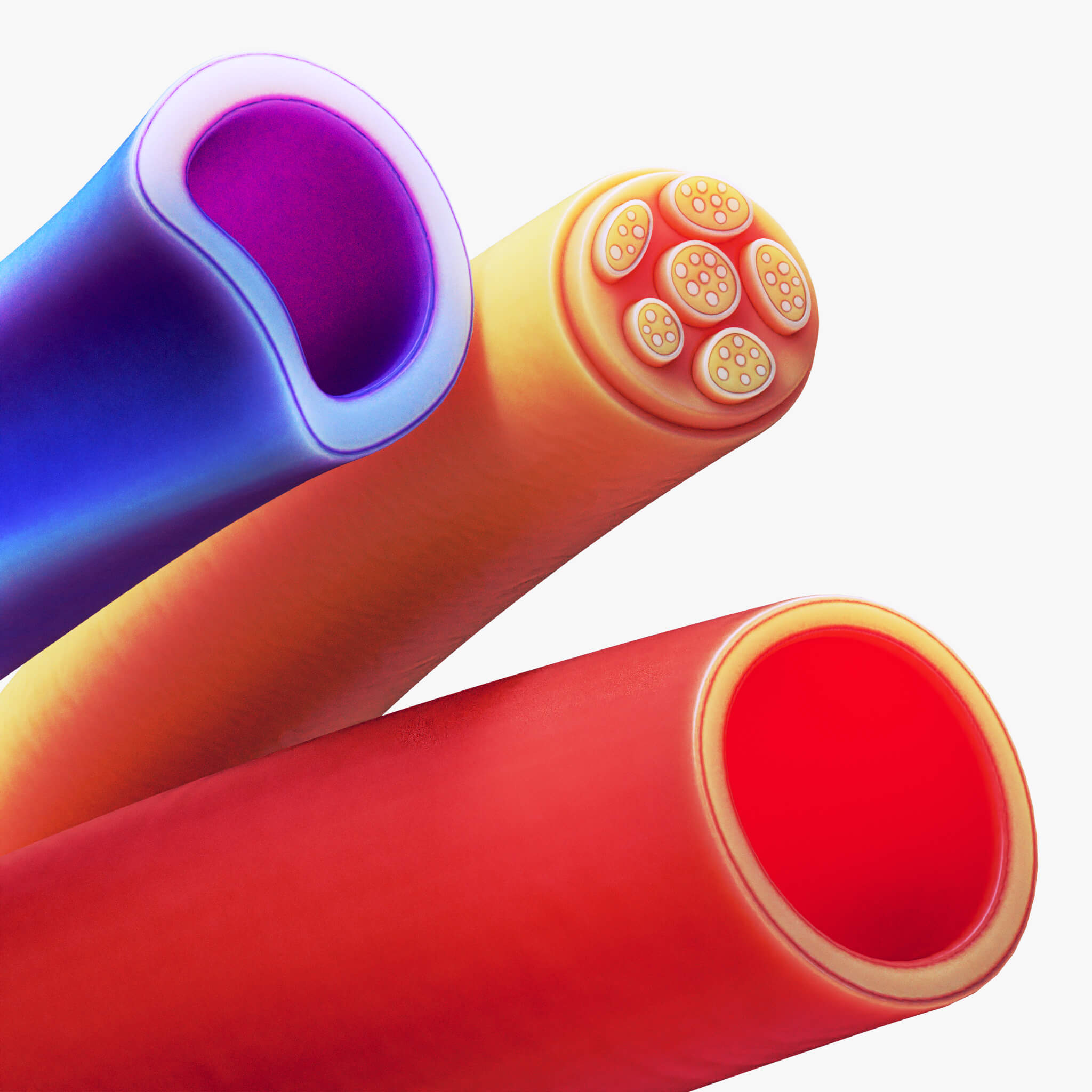 Osteocyte In Compact Bone Osteon 3d Model By Zames1992d