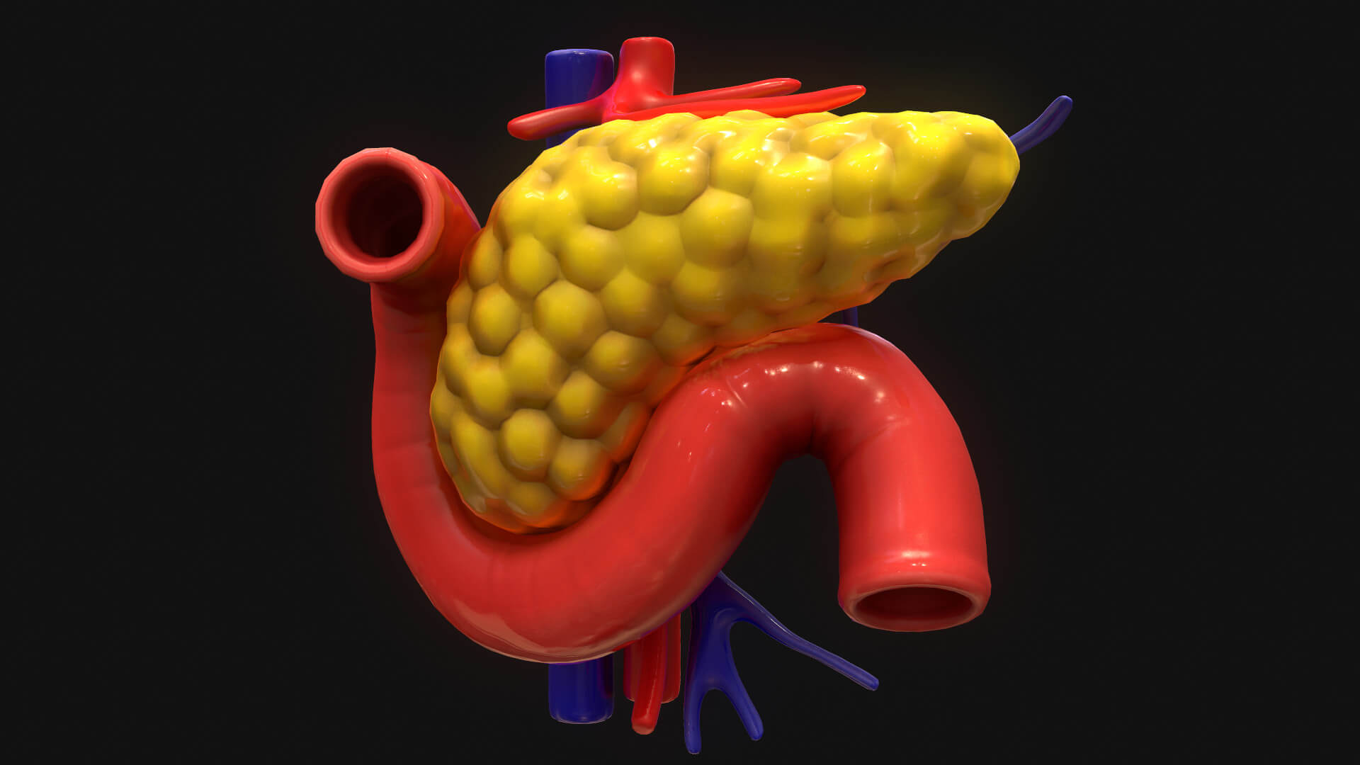 Pancreas Human - 3D Model by zames1992d