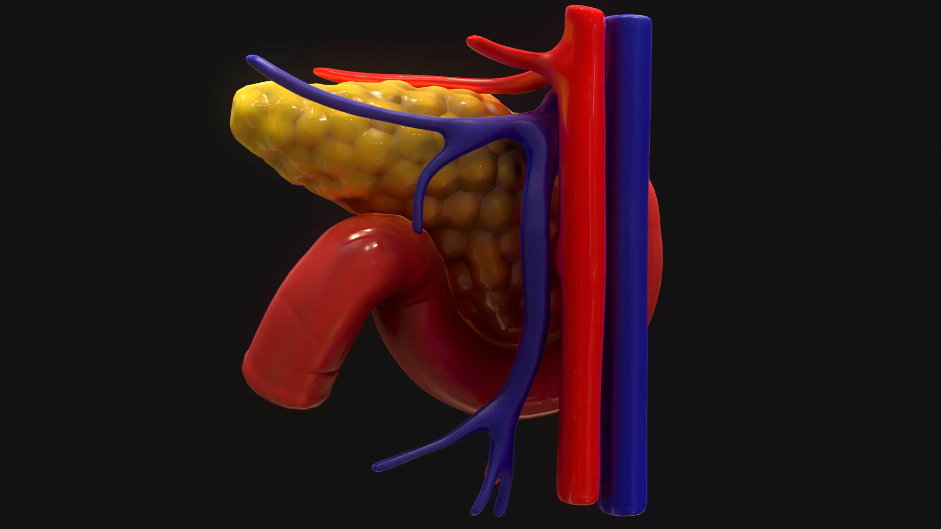 Pancreas Human - 3D Model by zames1992d