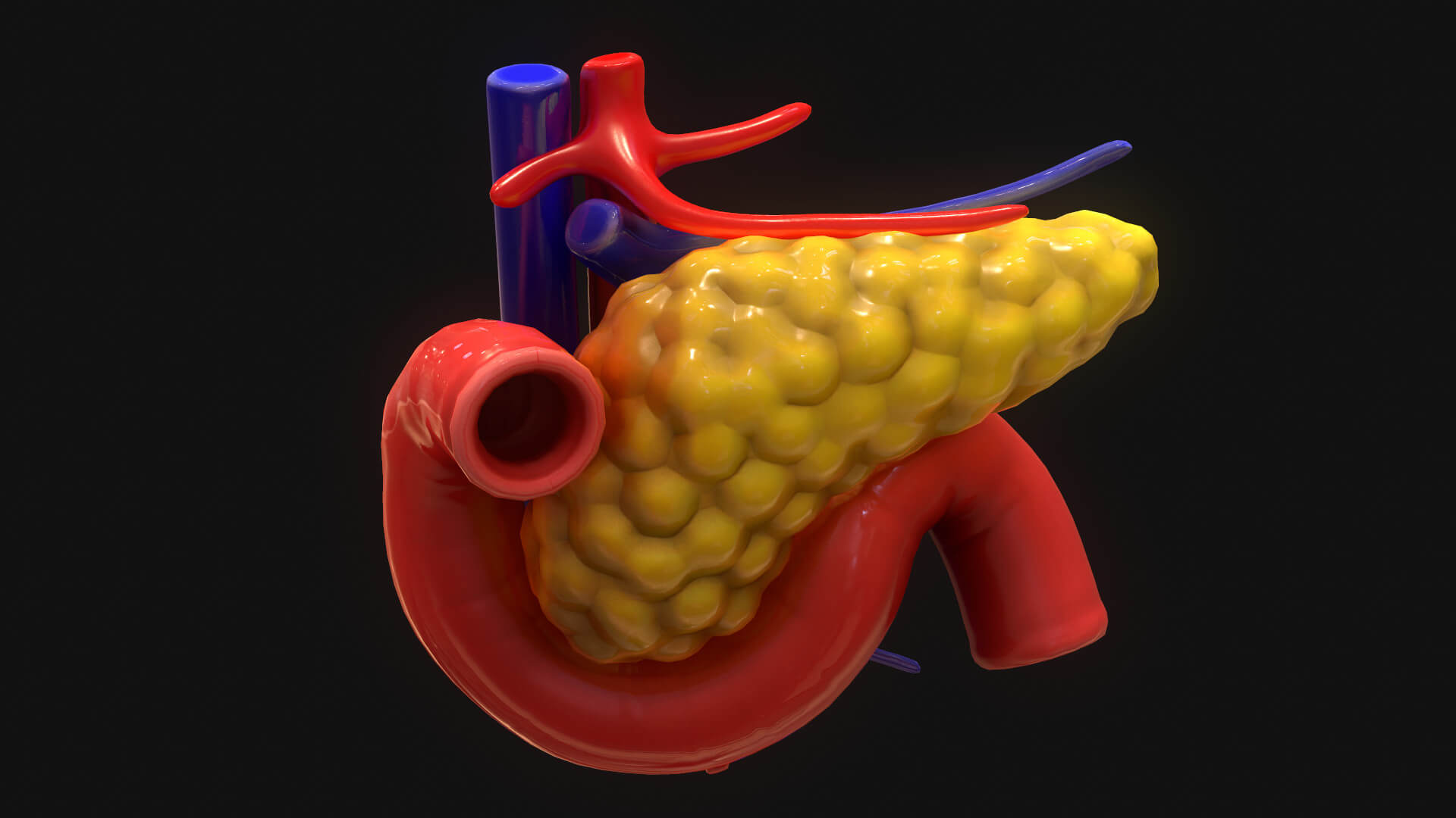 Pancreas Human - 3D Model by zames1992d