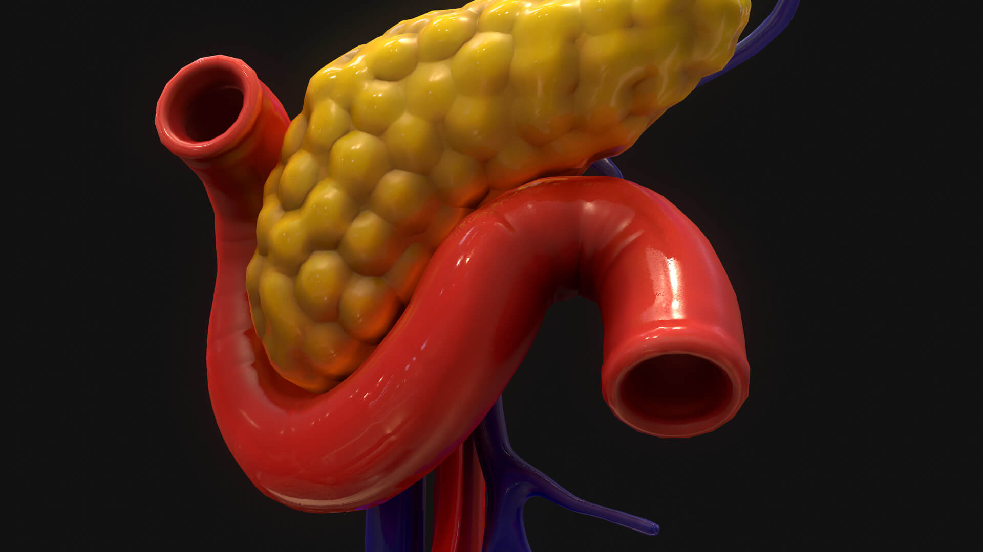 Pancreas Human - 3D Model by zames1992d
