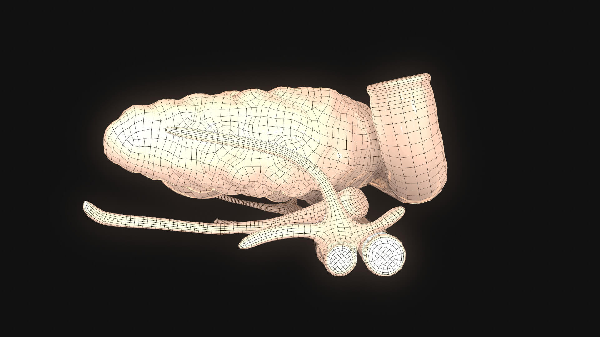 Pancreas Human - 3D Model by zames1992d