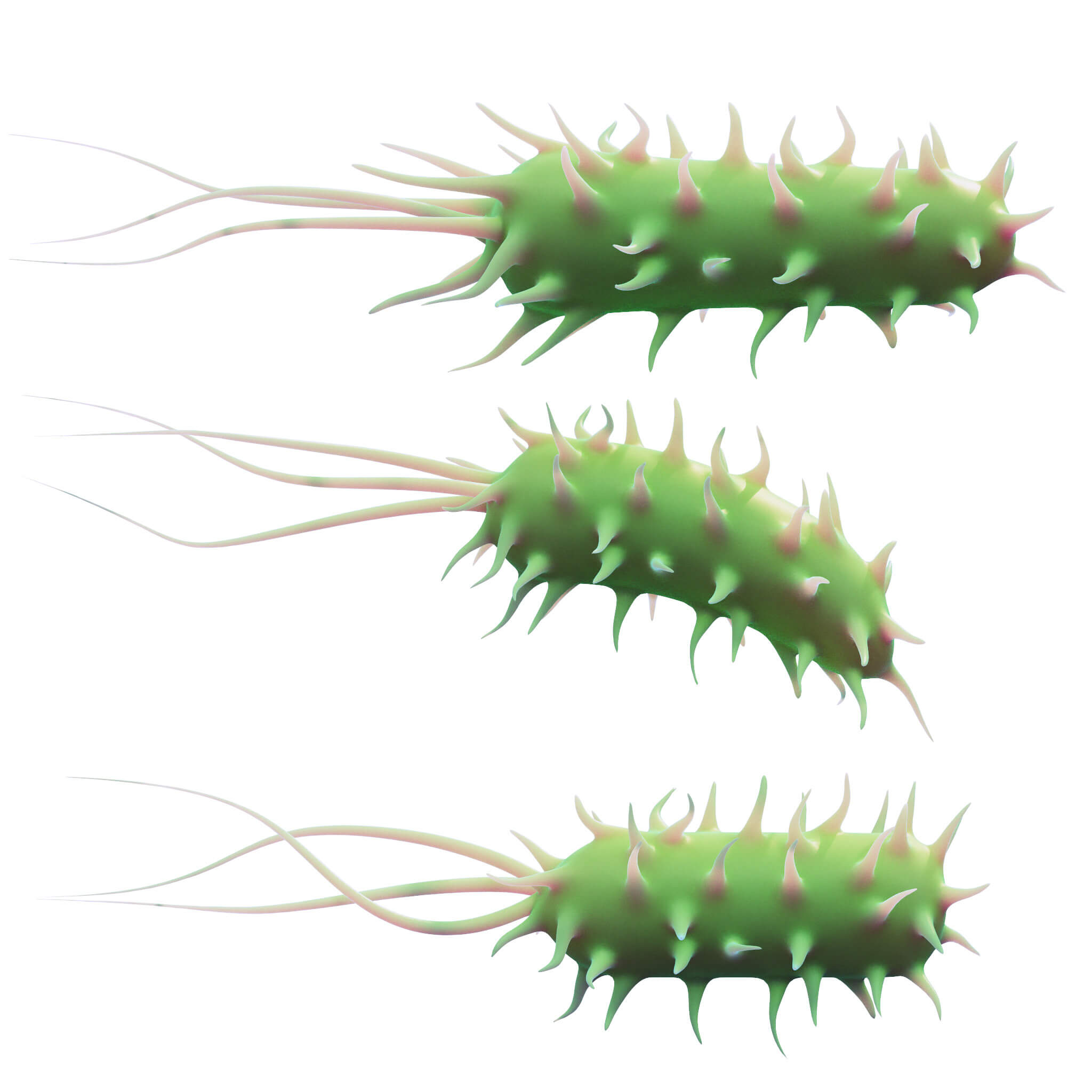 Prokaryotic Bacteria - 3D Model by zames1992d