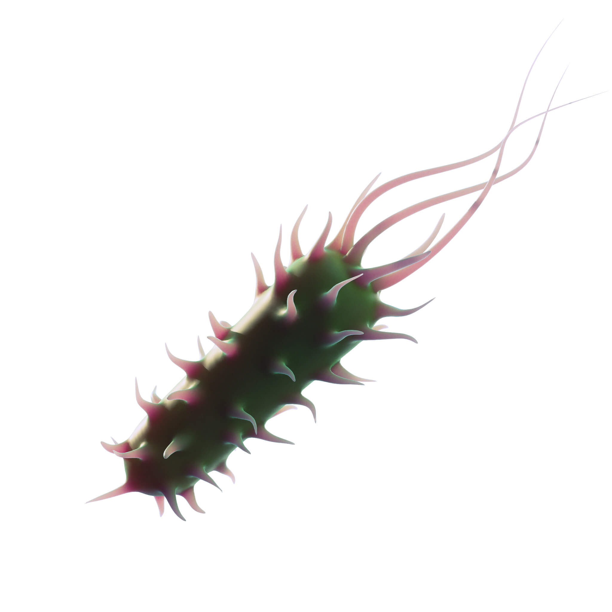 Prokaryotic Bacteria - 3D Model by zames1992d