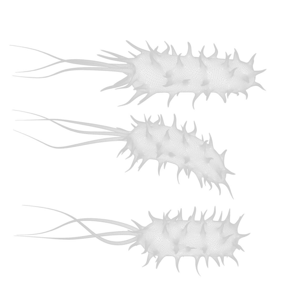 Prokaryotic Bacteria - 3D Model by zames1992d