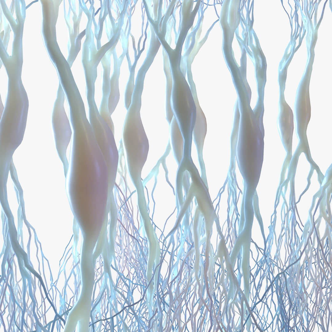 Pyramidal Neurons - 3D Model by zames1992d