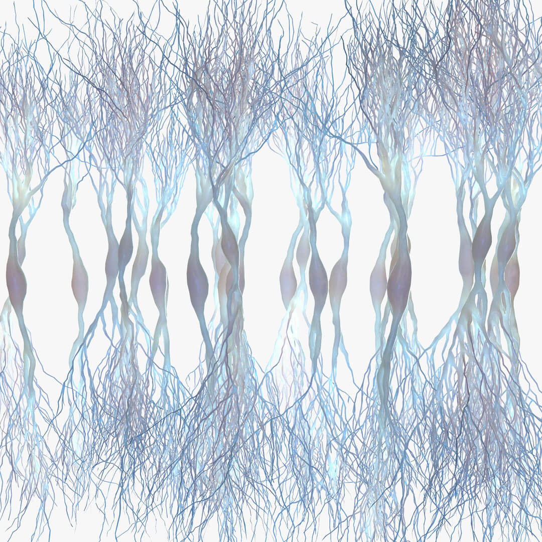 Pyramidal Neurons - 3D Model by zames1992d