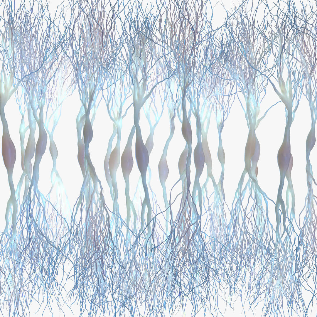 Pyramidal Neurons - 3D Model by zames1992d