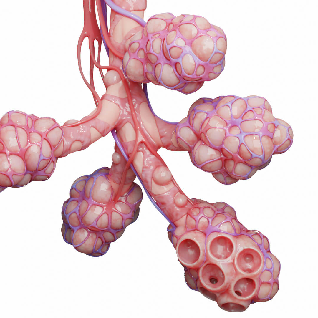 Realistic Human Bronchi Alveoli Anatomy - 3D Model by zames1992d