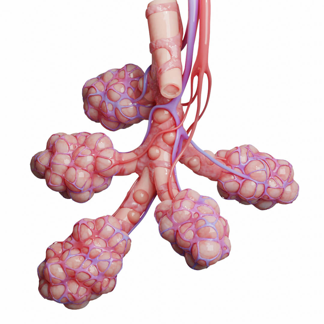 Realistic Human Bronchi Alveoli Anatomy - 3D Model by zames1992d