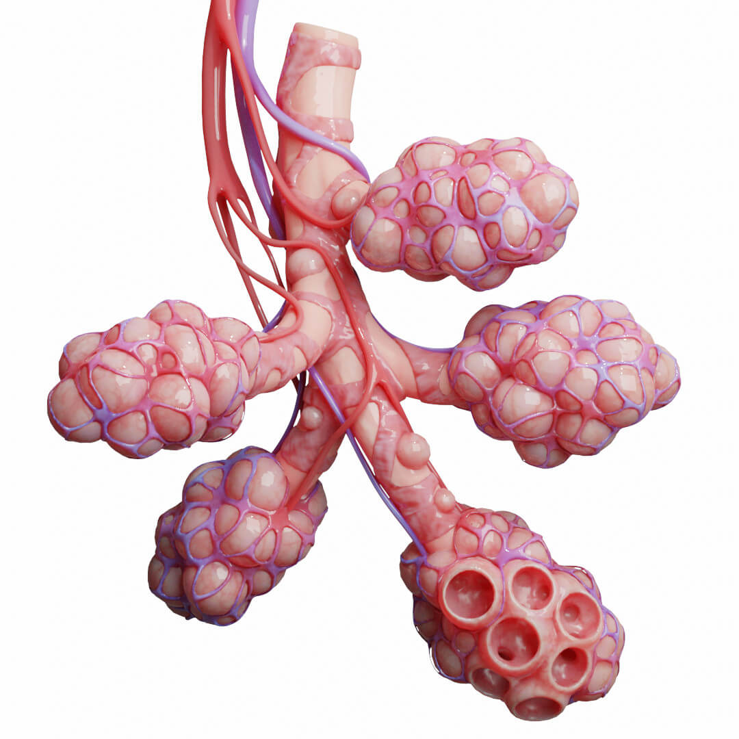 Bronchi And Alveoli