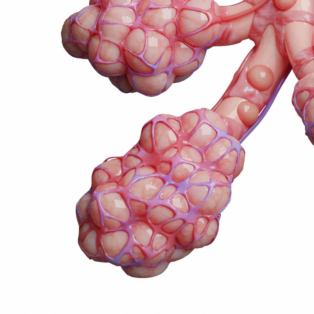 Realistic Human Bronchi Alveoli Anatomy - 3D Model by zames1992d