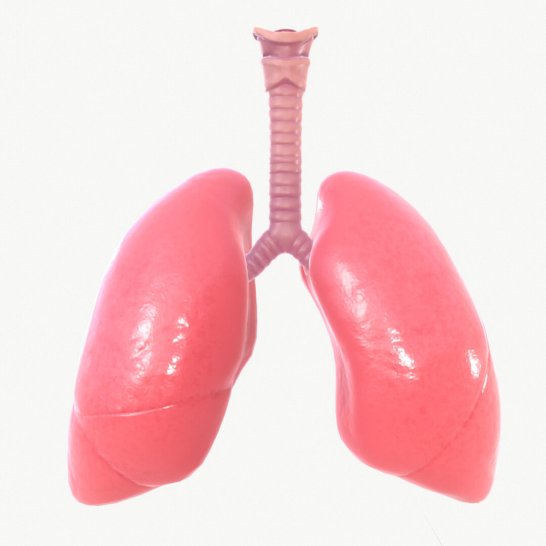 Respiratory System - 3D Model by zames1992d