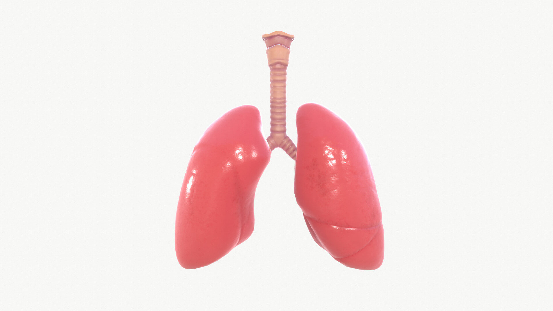 Respiratory System - 3D Model by zames1992d