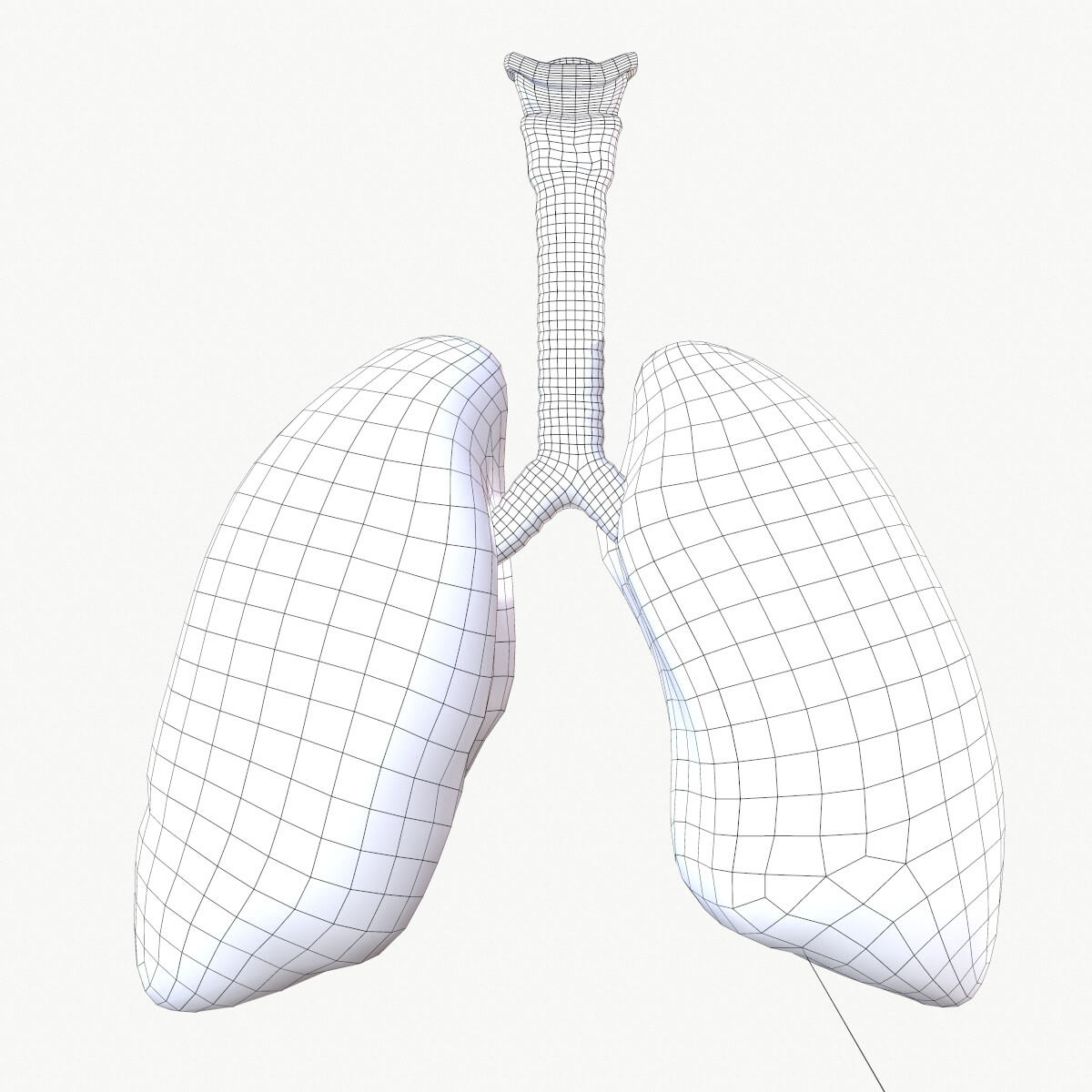 Respiratory System - 3D Model by zames1992d
