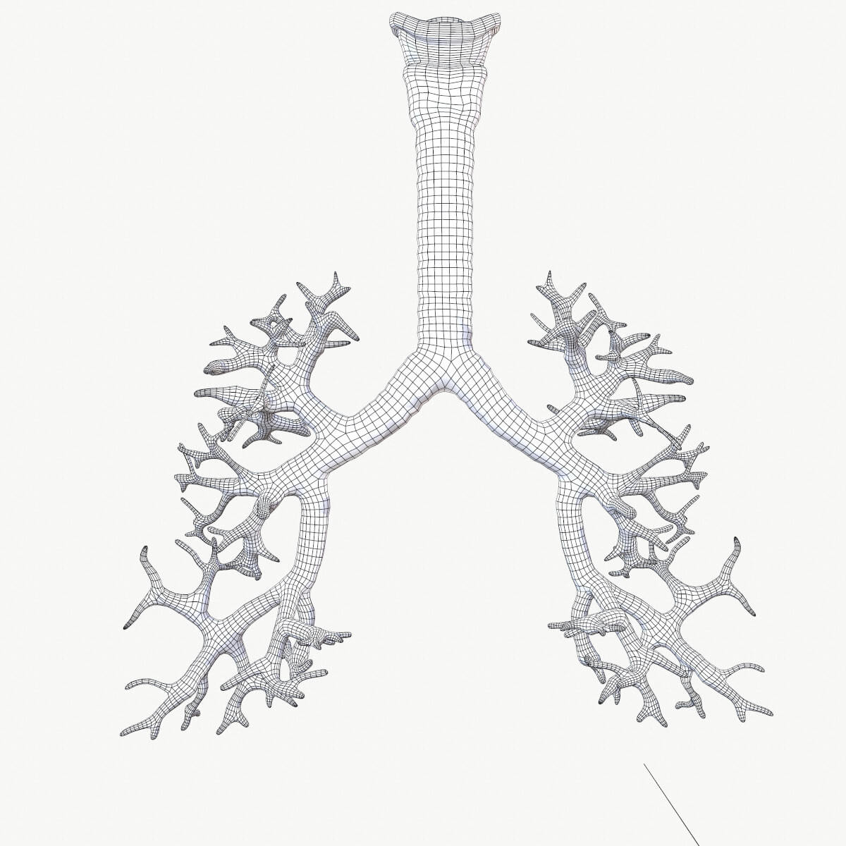 Respiratory System - 3D Model by zames1992d