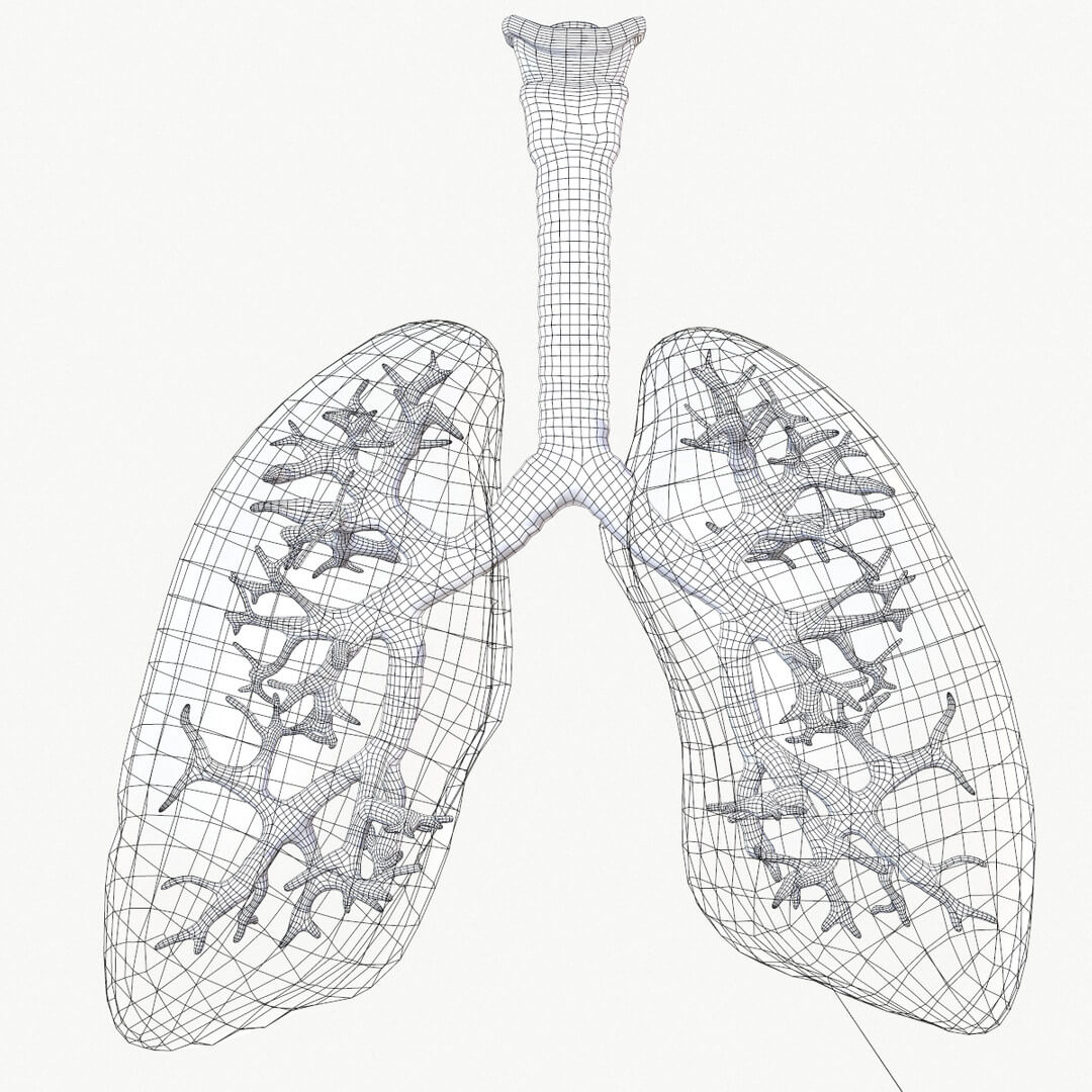 Respiratory System - 3D Model by zames1992d