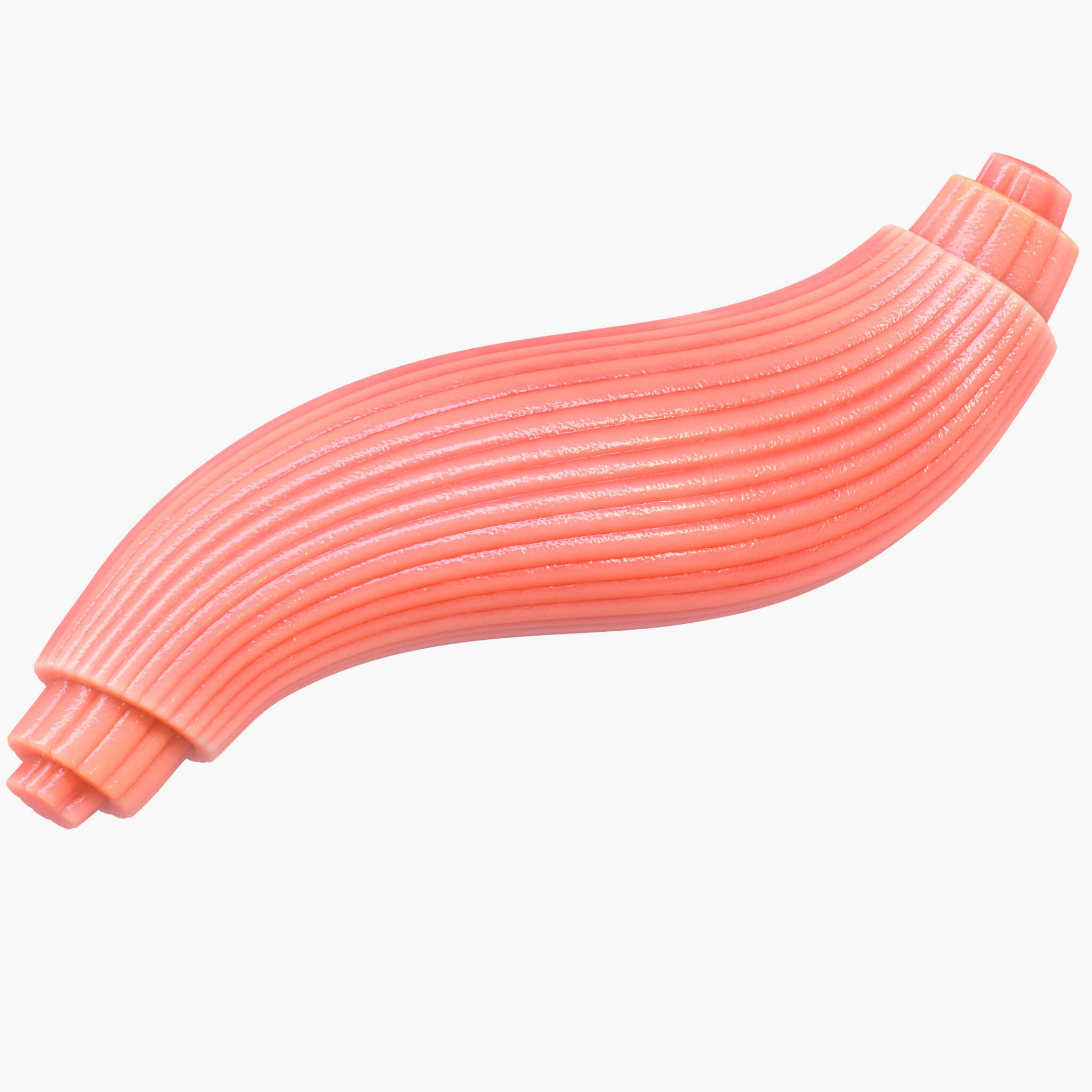 Skeletal Muscle Fiber Cross Section Anatomy - 3D Model by zames1992d