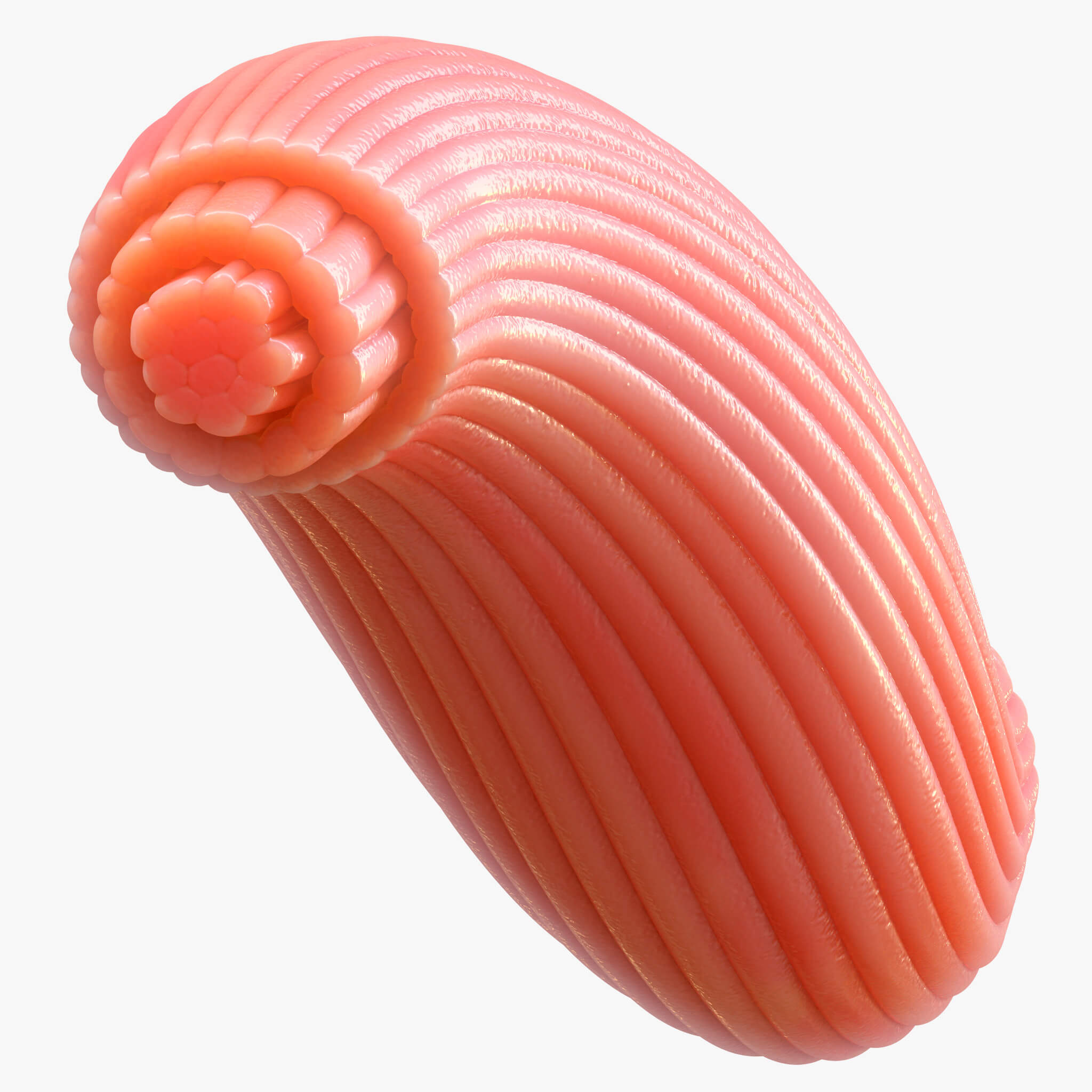 Skeletal Muscle Fiber Cross Section Anatomy - 3D Model by zames1992d