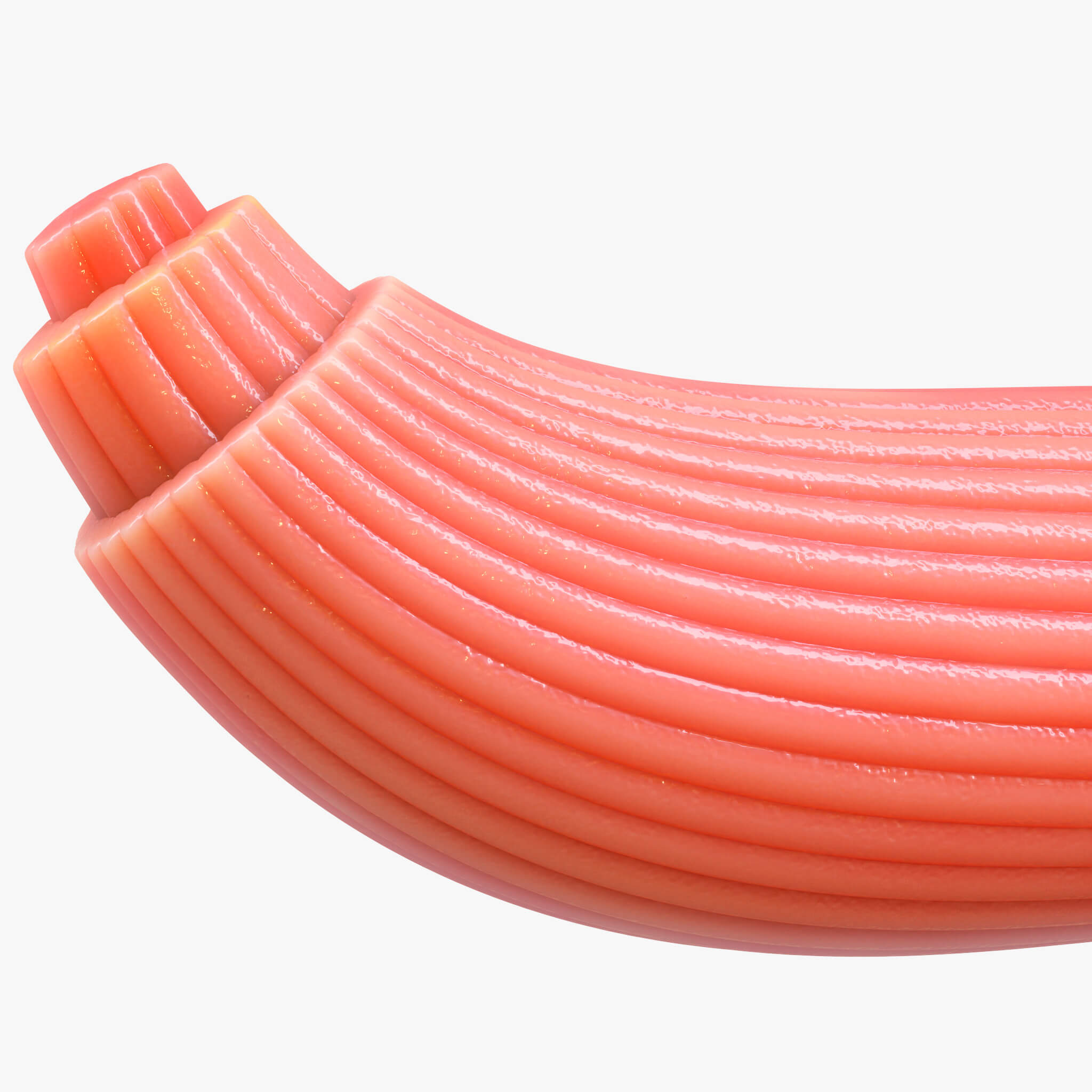 Skeletal Muscle Fiber Cross Section Anatomy - 3D Model by zames1992d