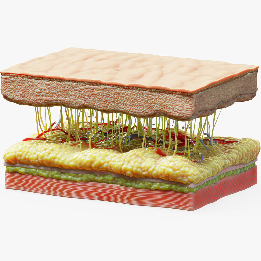 Skin Cross Section - 3D Model by zames1992d
