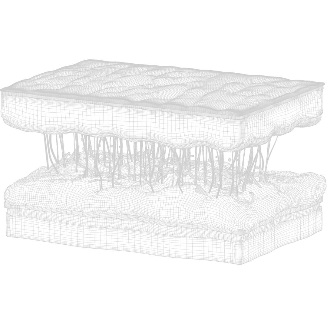 Skin Cross Section - 3D Model by zames1992d